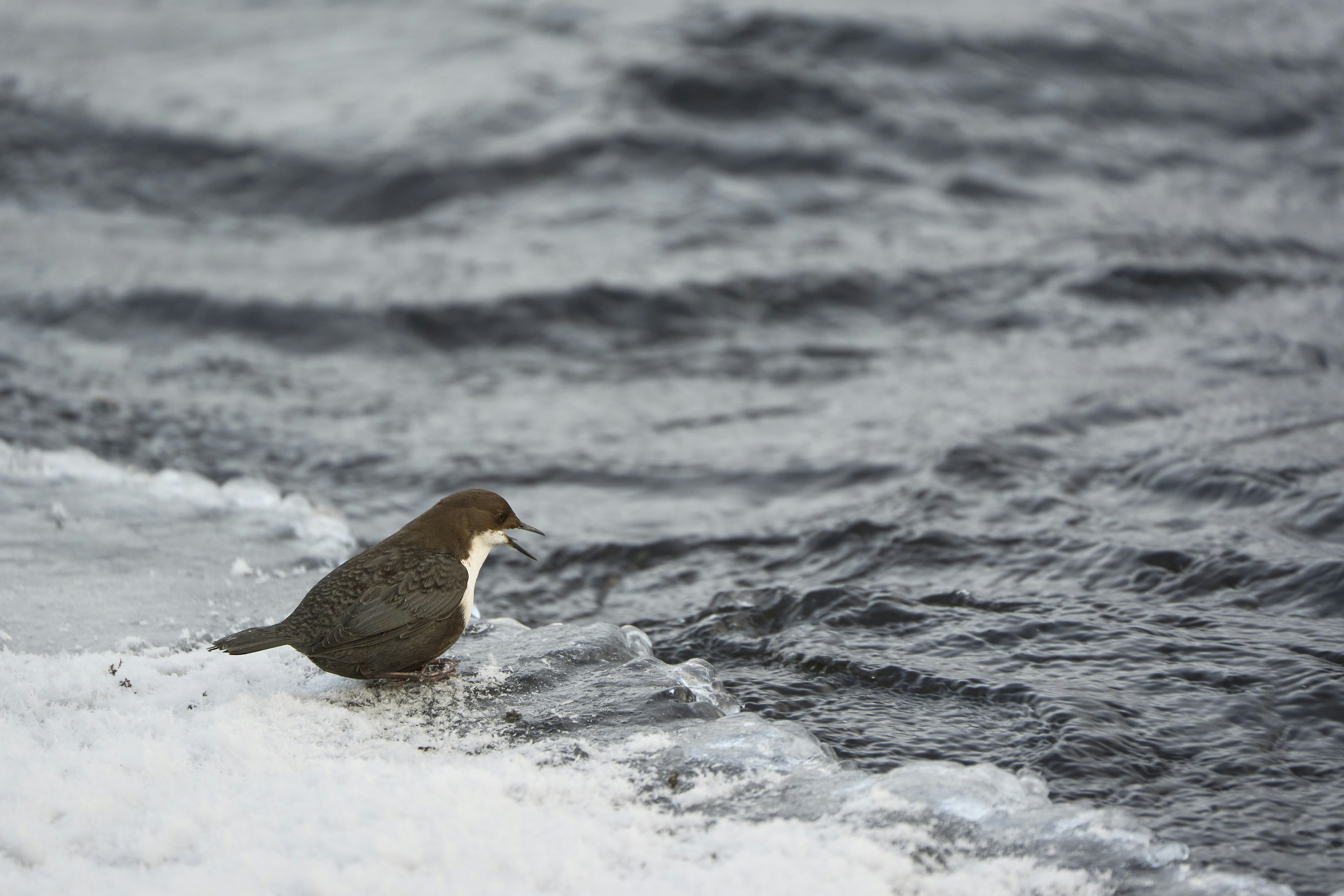 Snowbank Perch: A Little Bird at the Edge of Dark Water