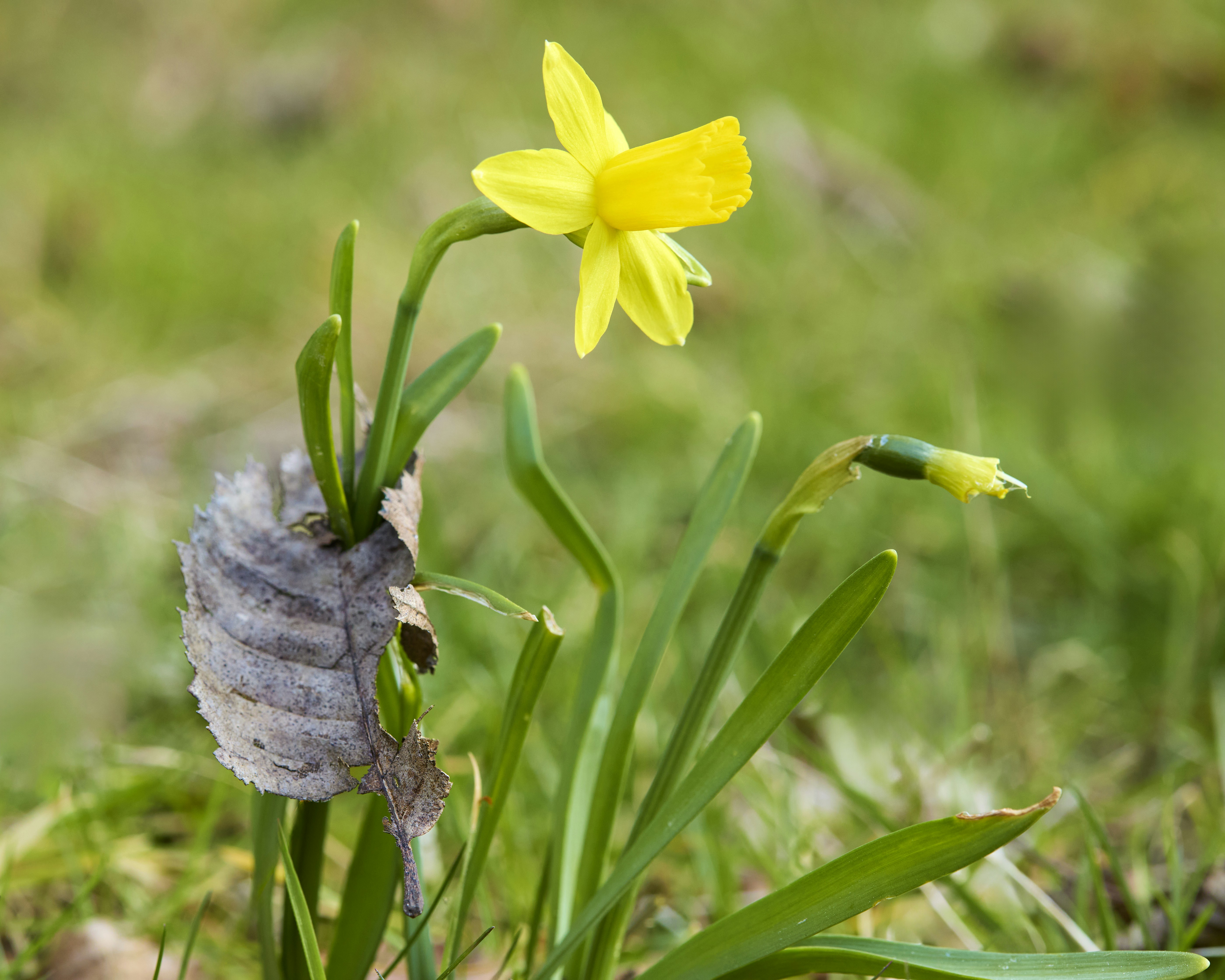 Resilient Golden Bloom Facing the Morning Grass