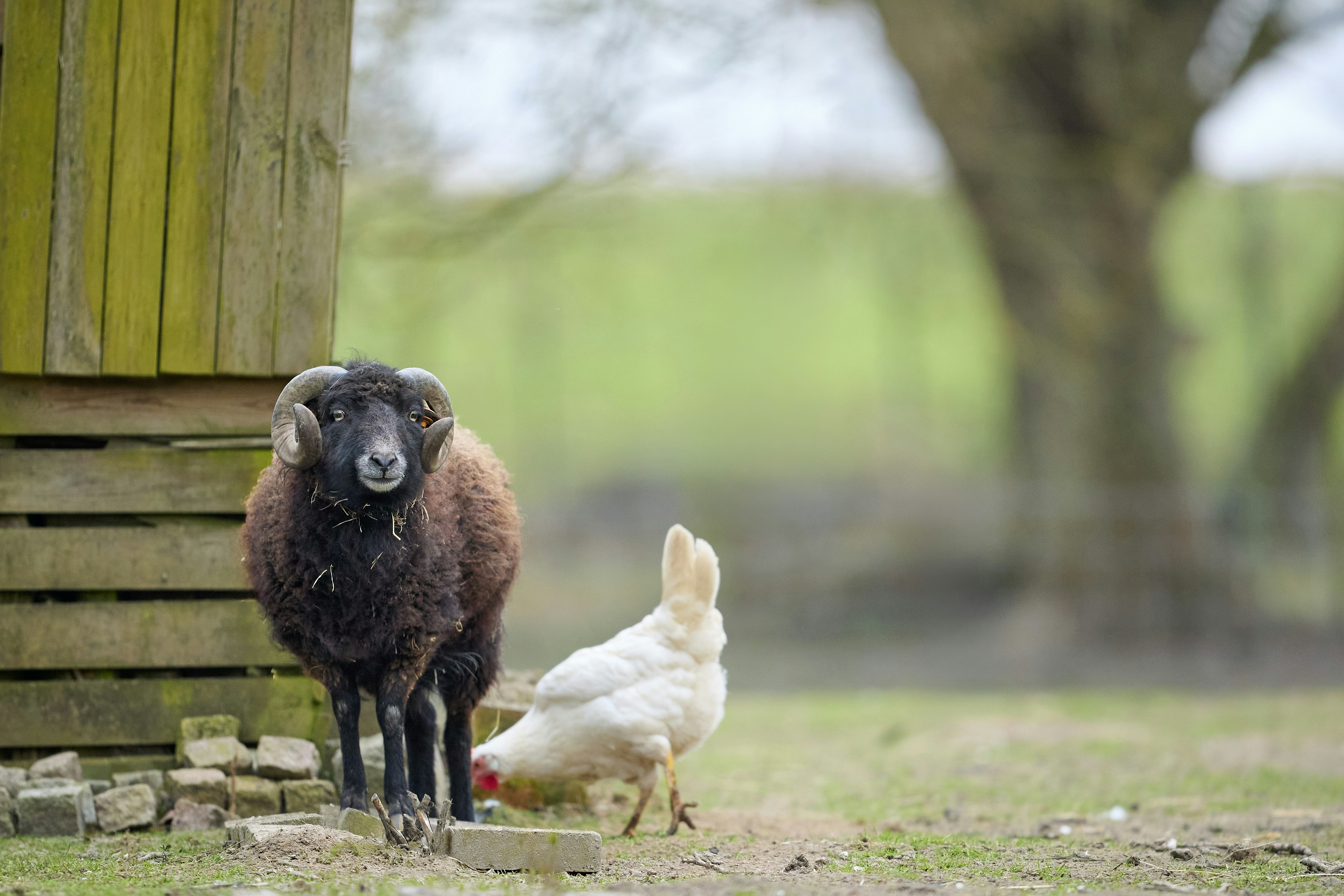 A Sheep and a Hen in a Quiet Farm Yard