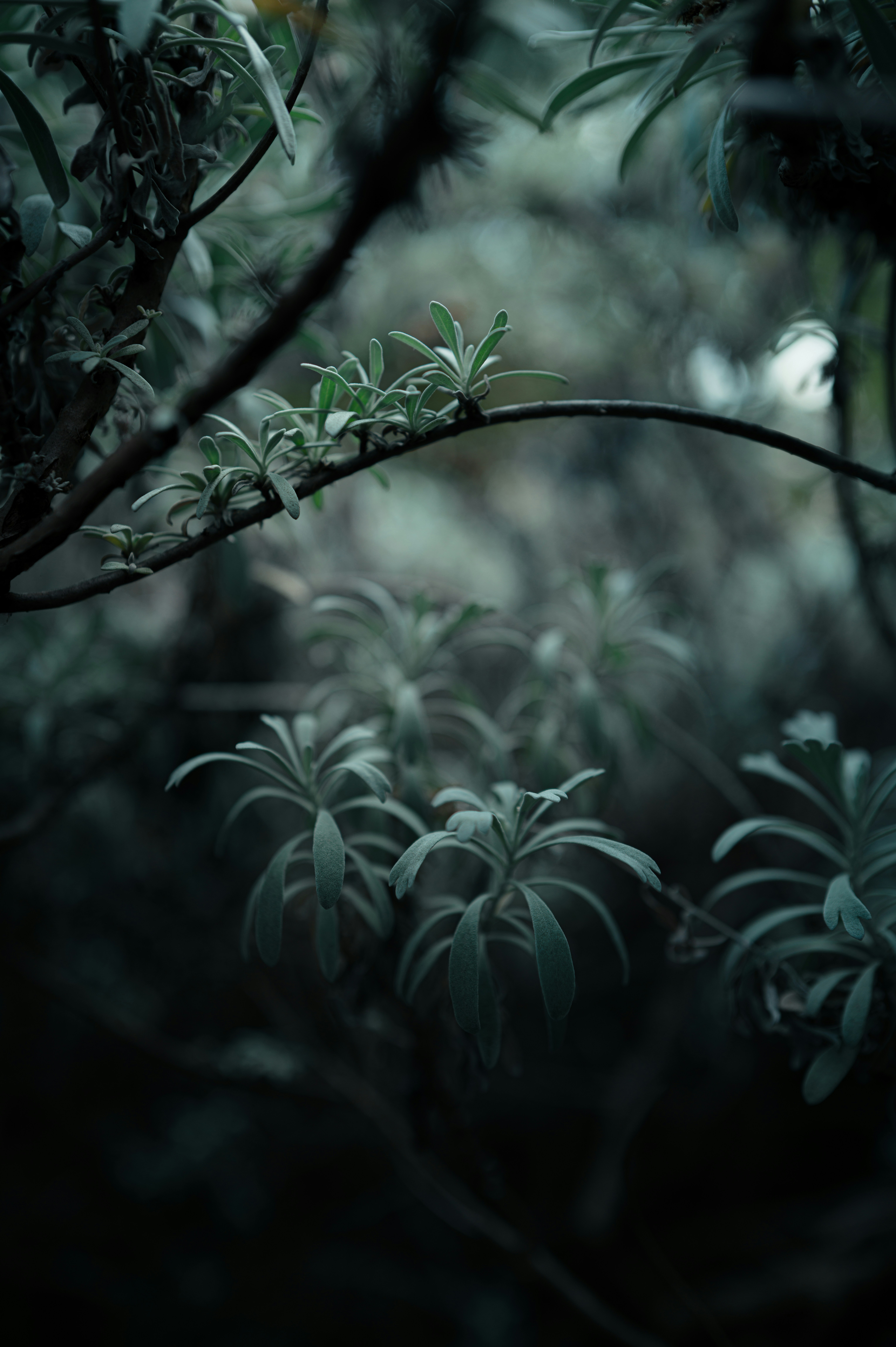 Whispers of Green: a Moonlit Foliage Scene