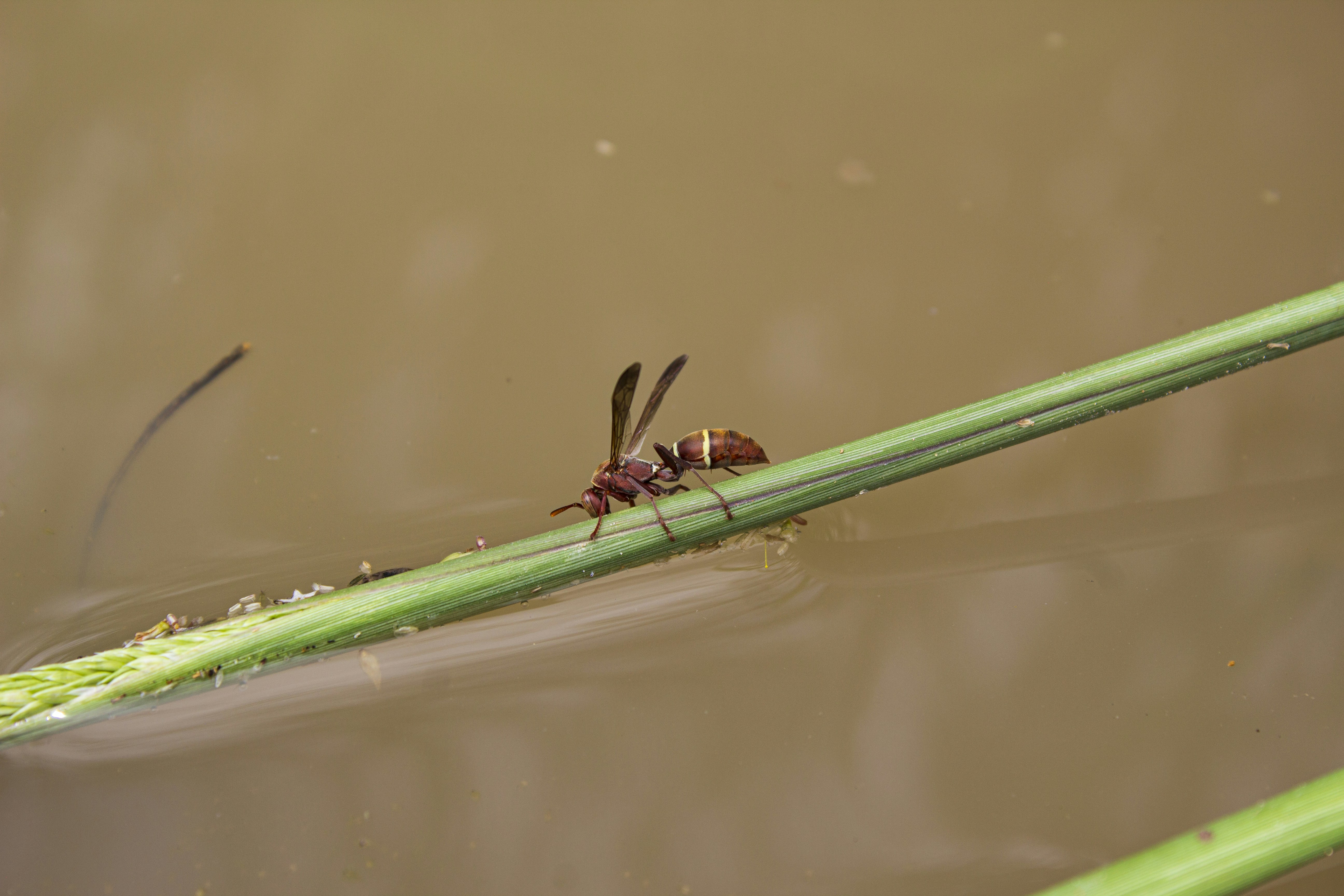 Red Dragonfly on a Green Blade Across Still Water