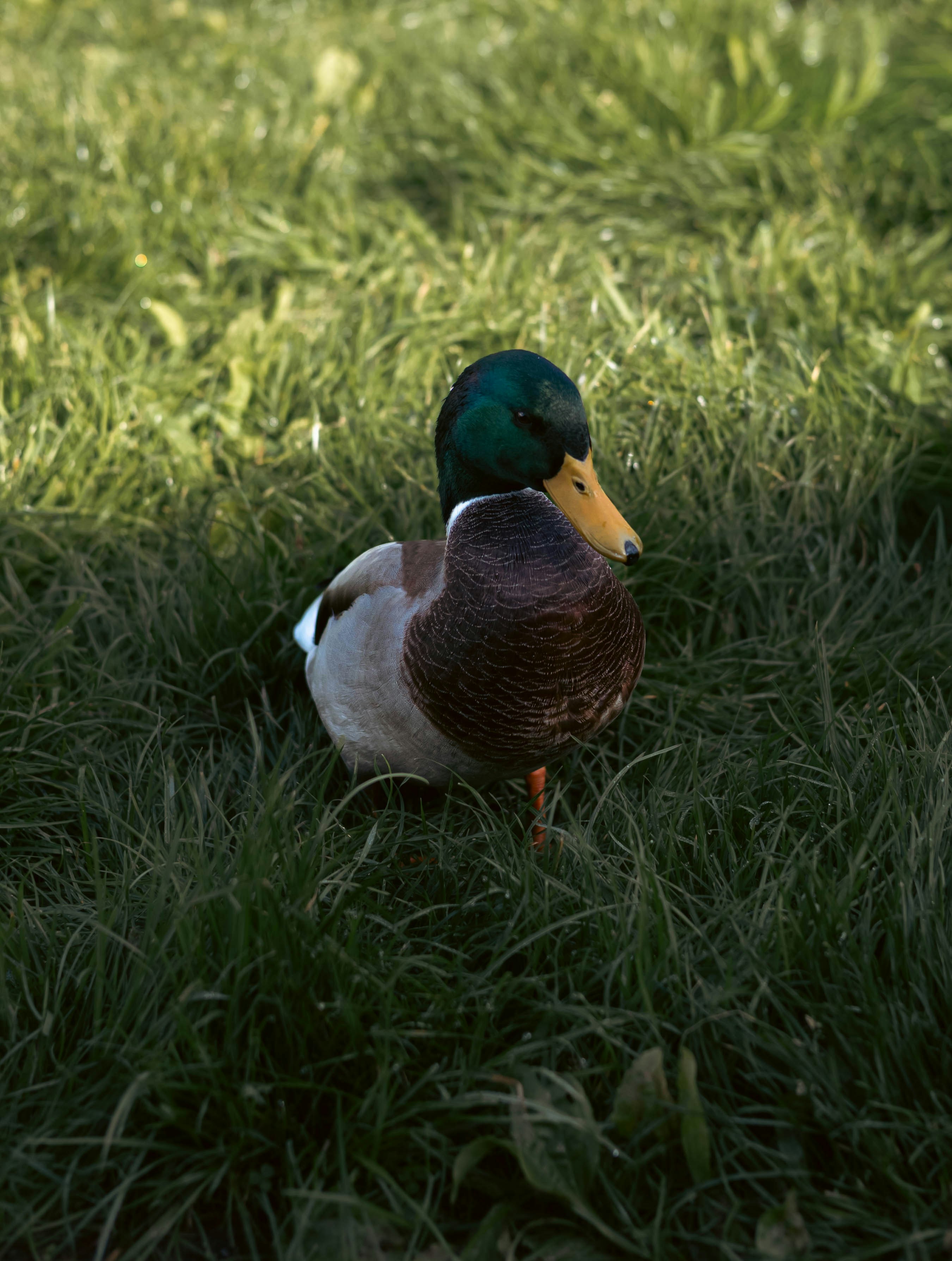 Emerald-eyed Mallard in dappled grass