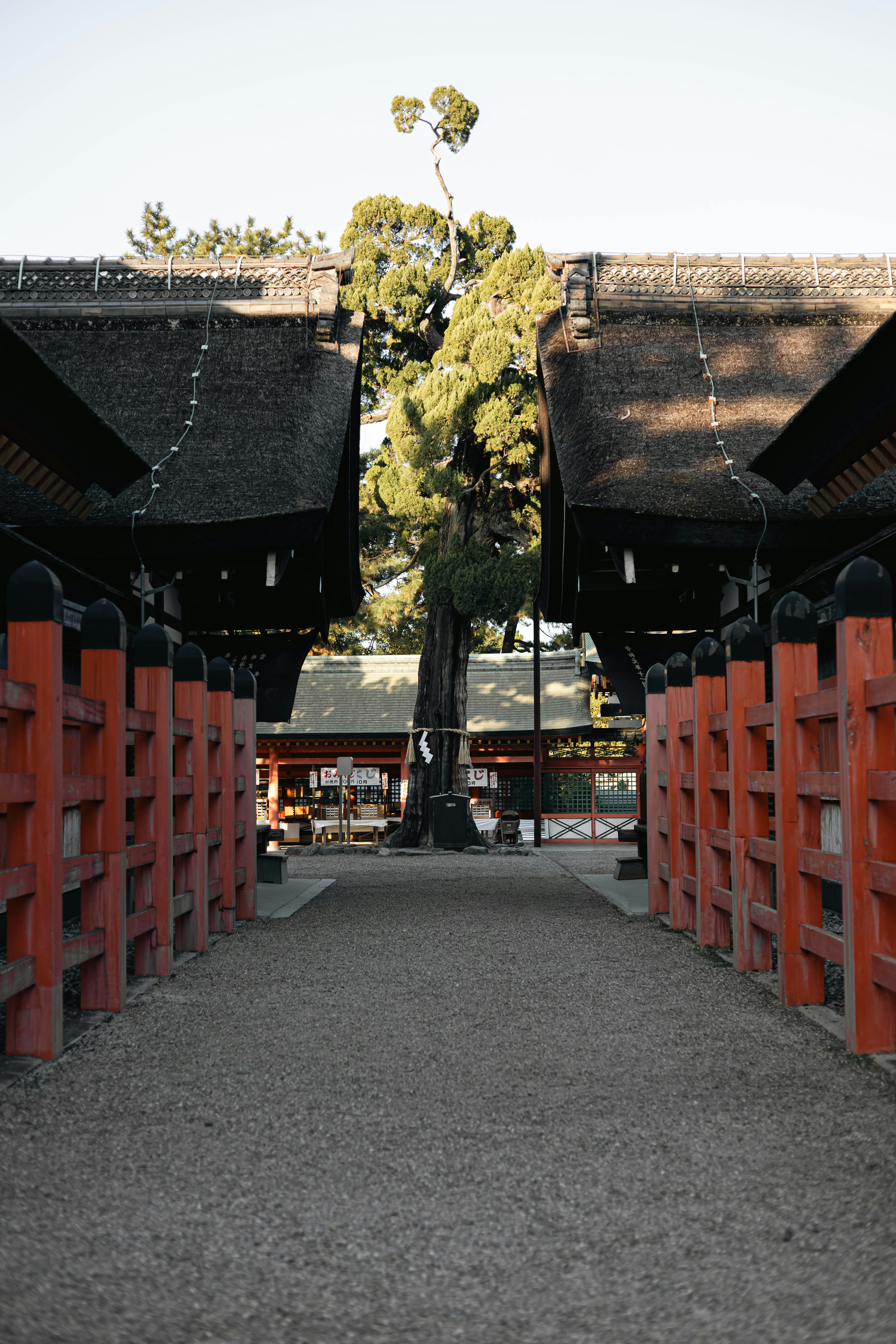 Center Gate to the Sacred Tree: Pathway Through a Shinto Shrine