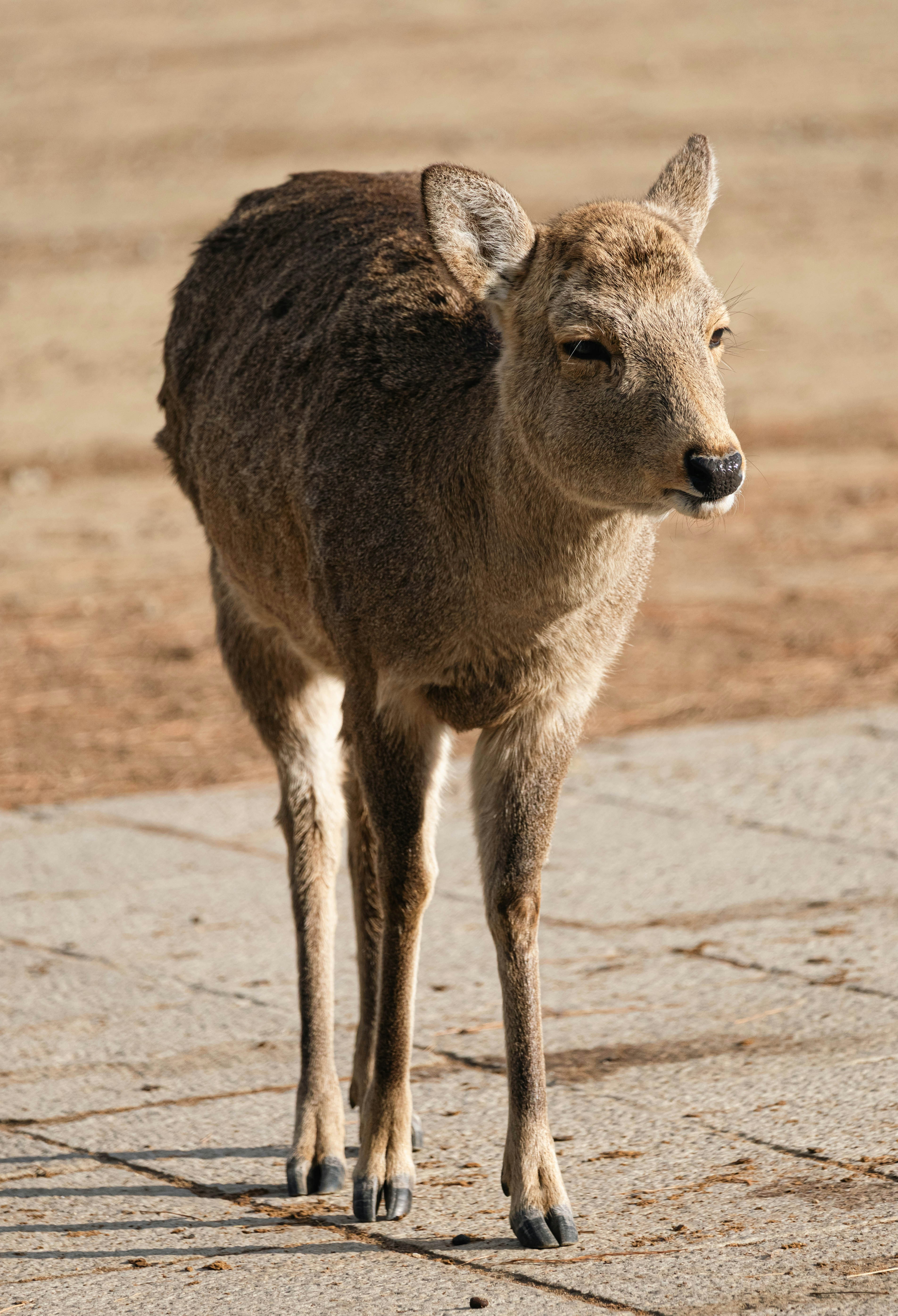 A Curious Doe Walks the Sunlit Path