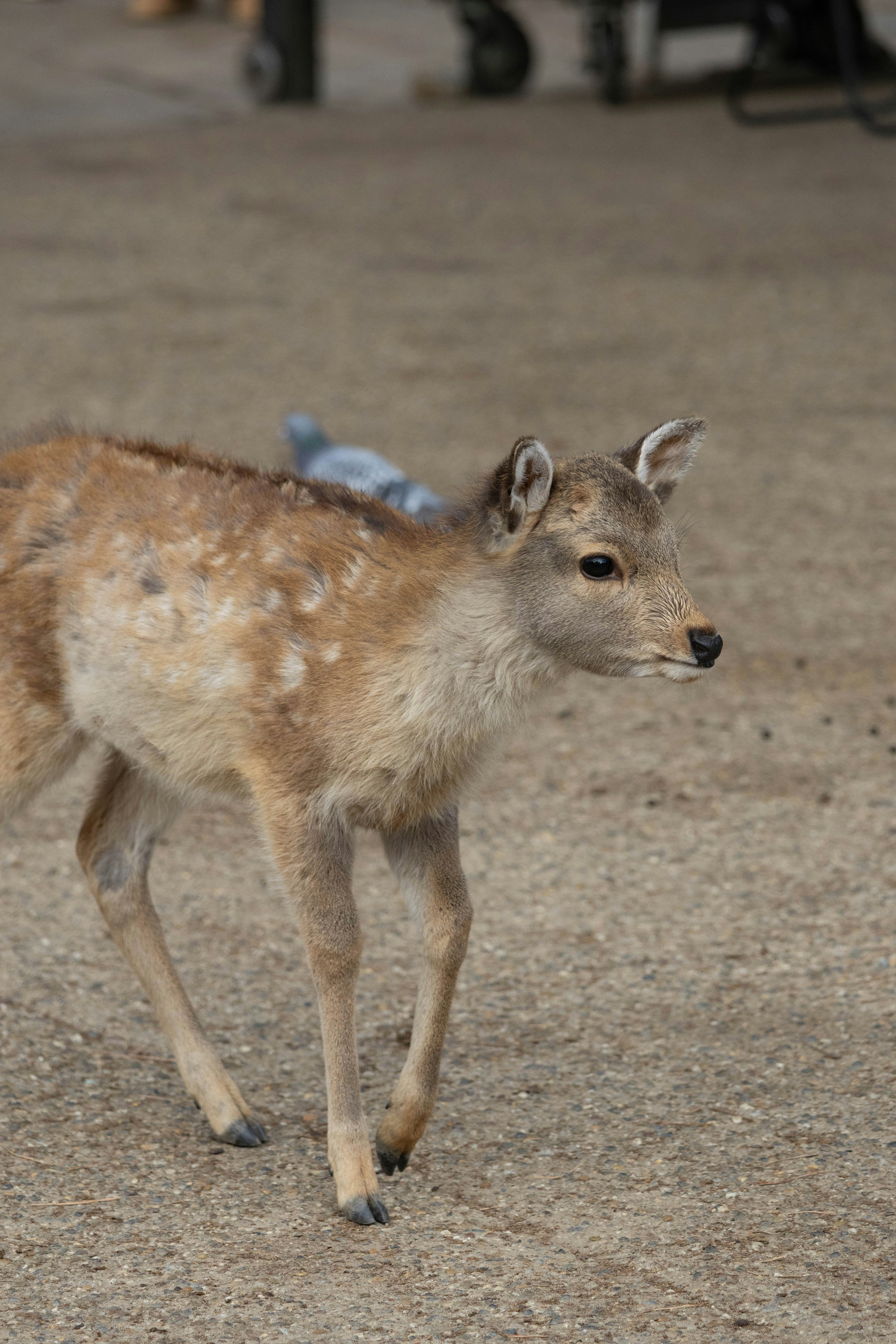Gentle Fawn in a Gravel Footpath