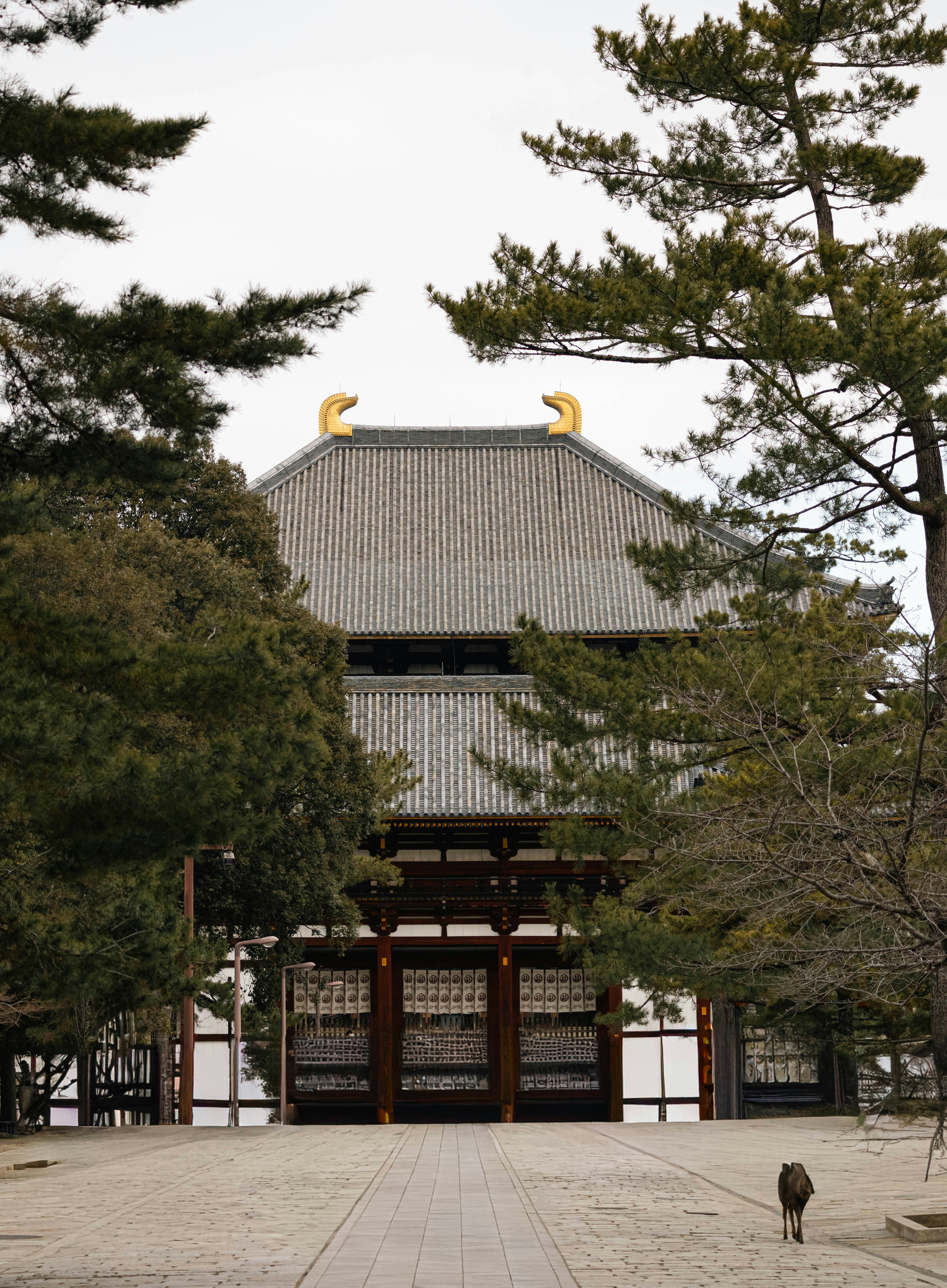Temple Gate Framed by Pines