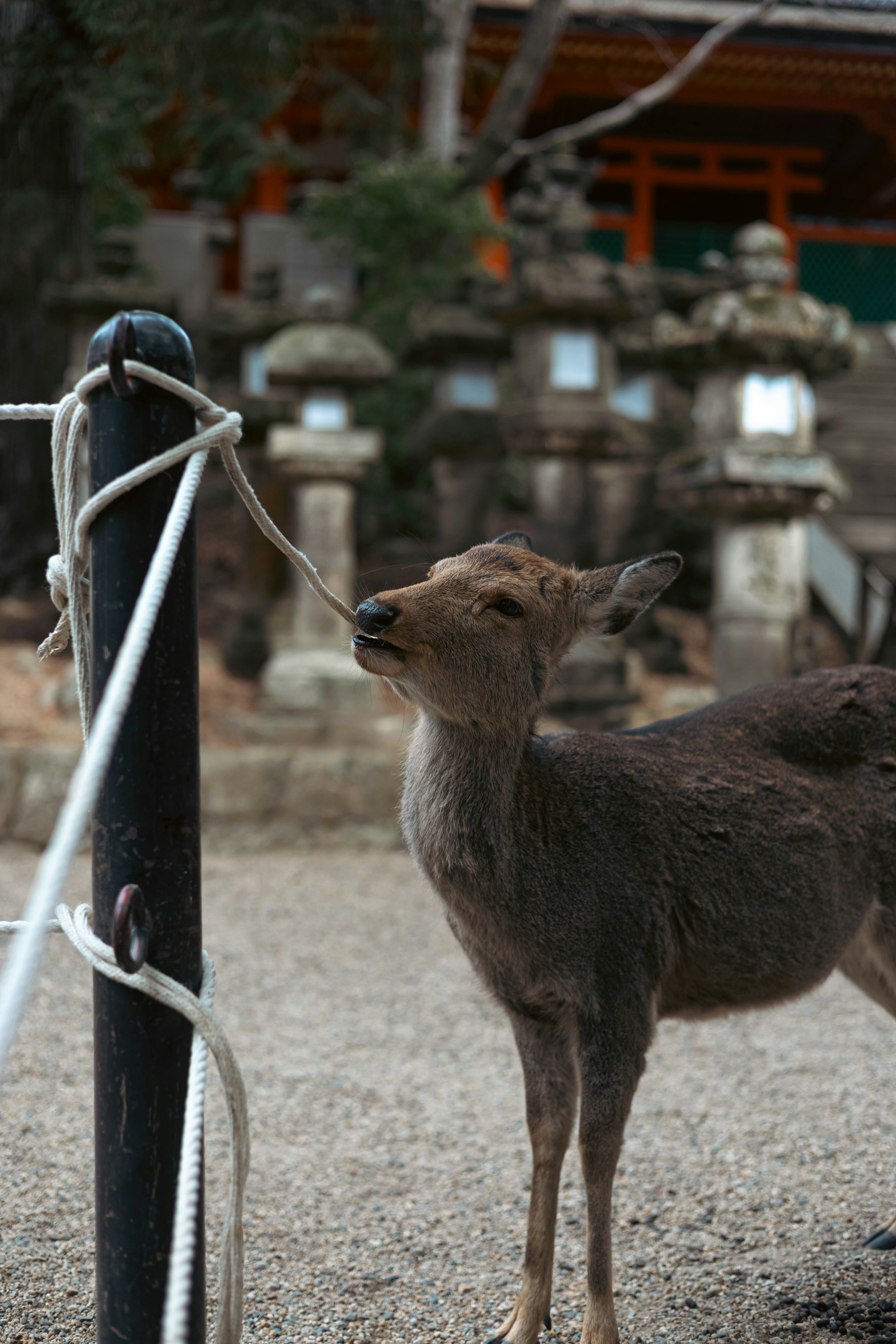 Nudging for a bite: deer at the rope barrier in a temple yard