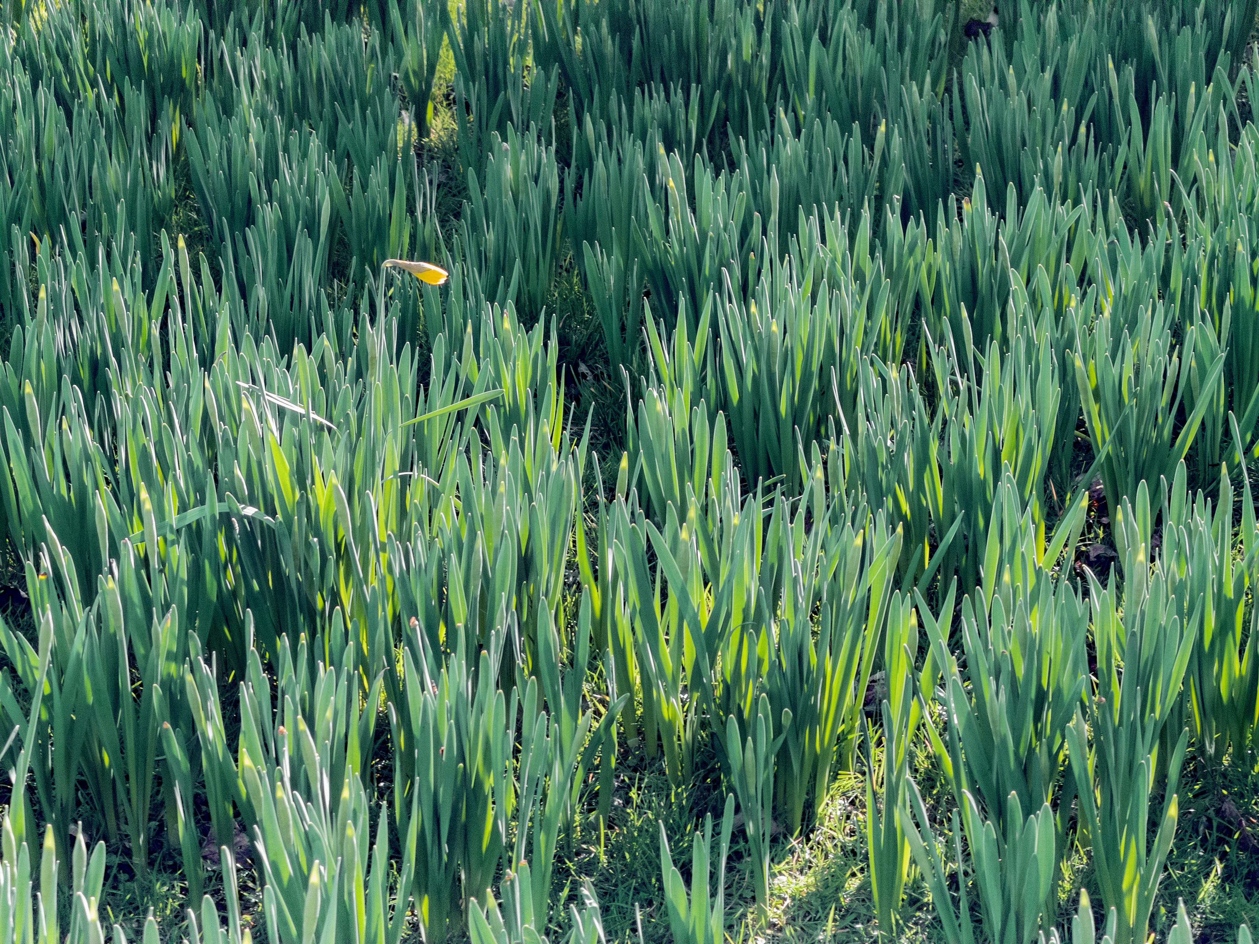 first sign of spring, spring, daffodil, bloom,