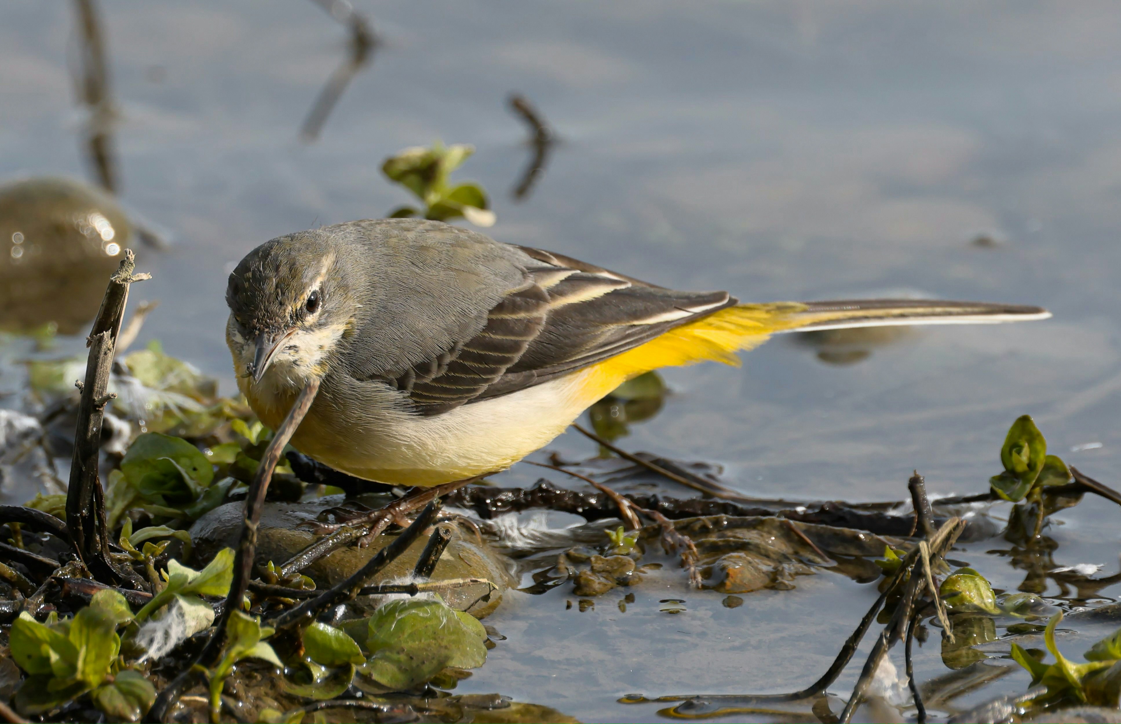Tiny Shoreline Forager: A Grey Warbler at Water’s Edge