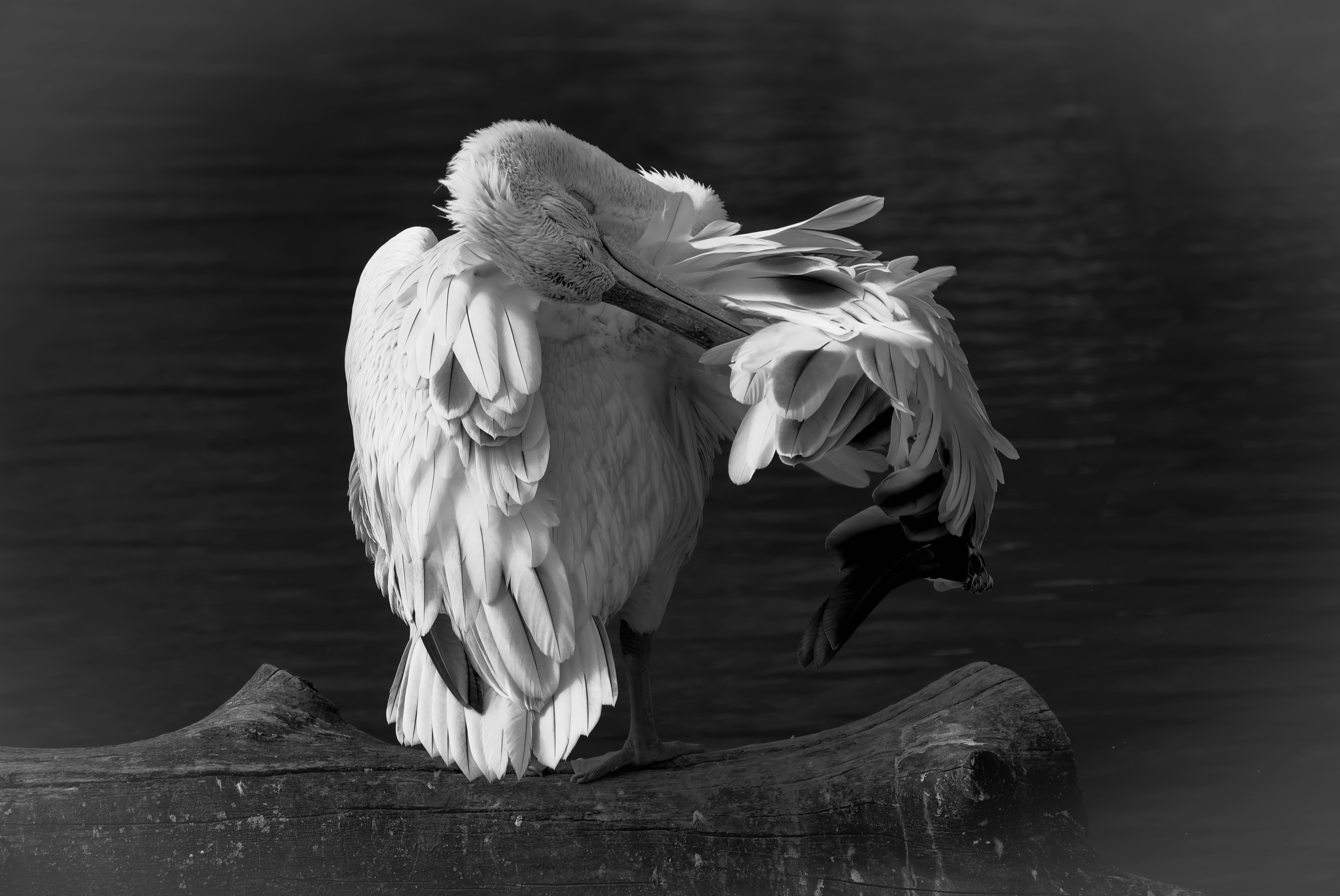 Quiet Preen on a Graven Log