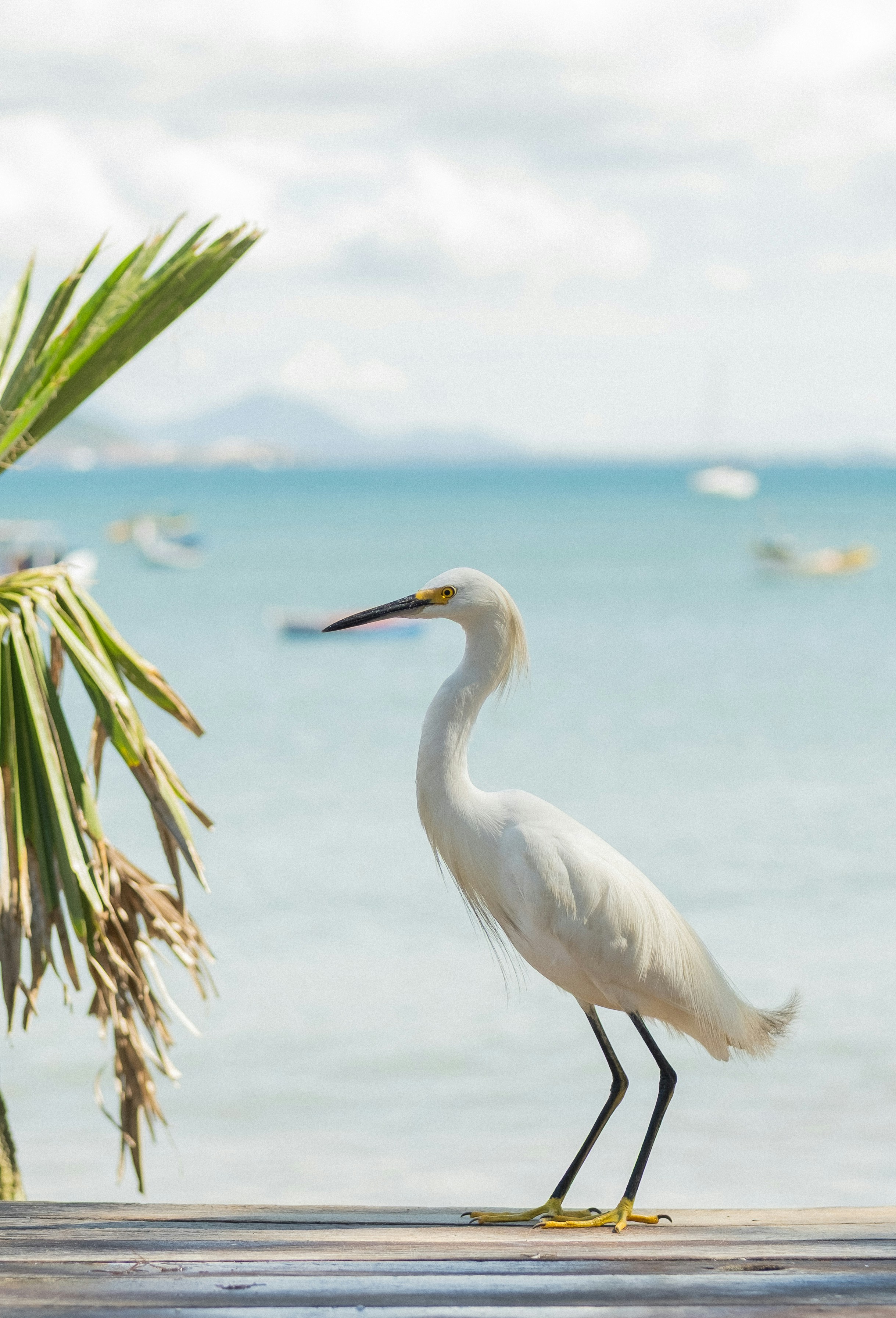 White heron on a sunlit jetty with turquoise sea and distant boats
