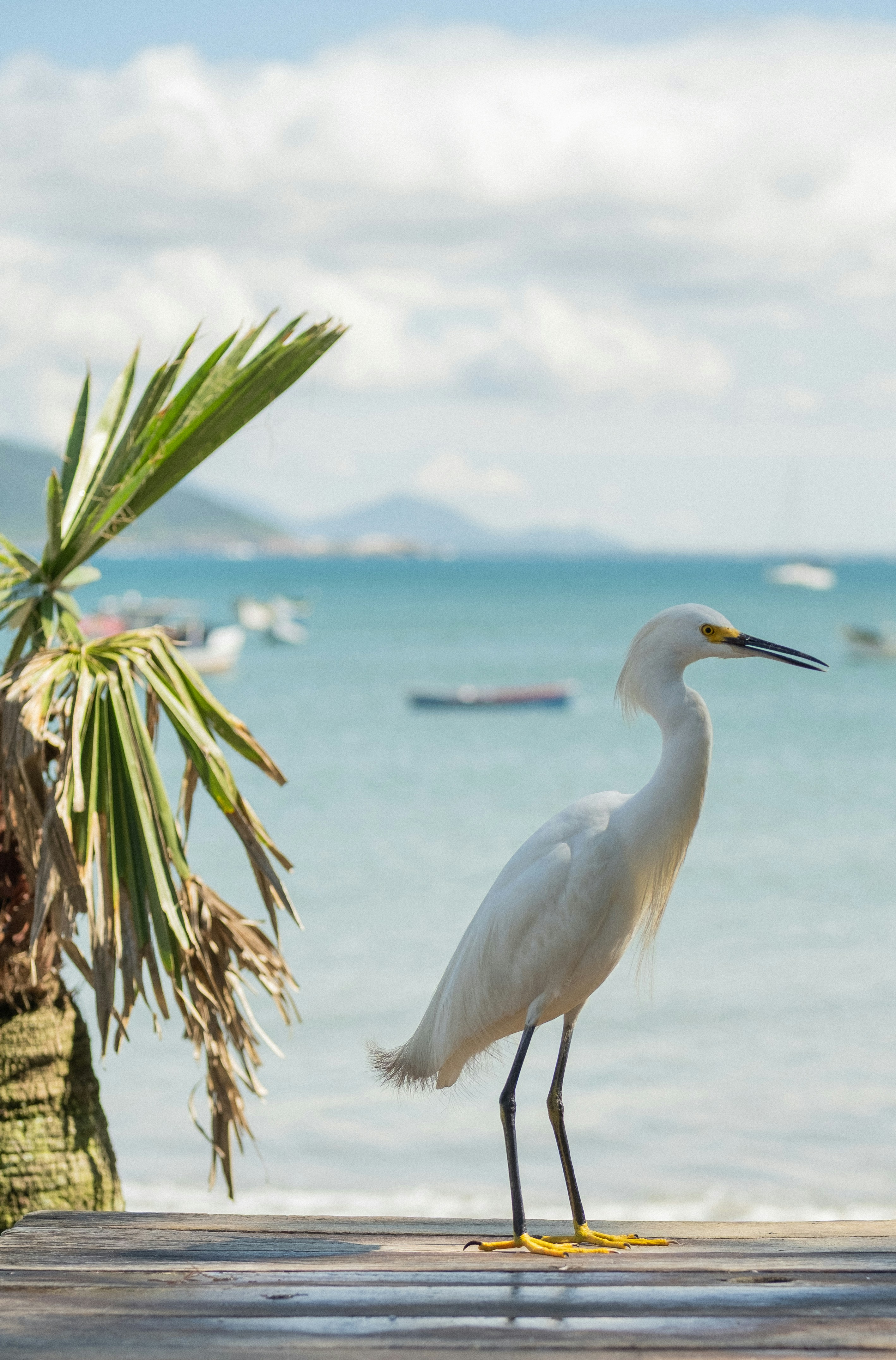 White Heron at the Waterfront Pier