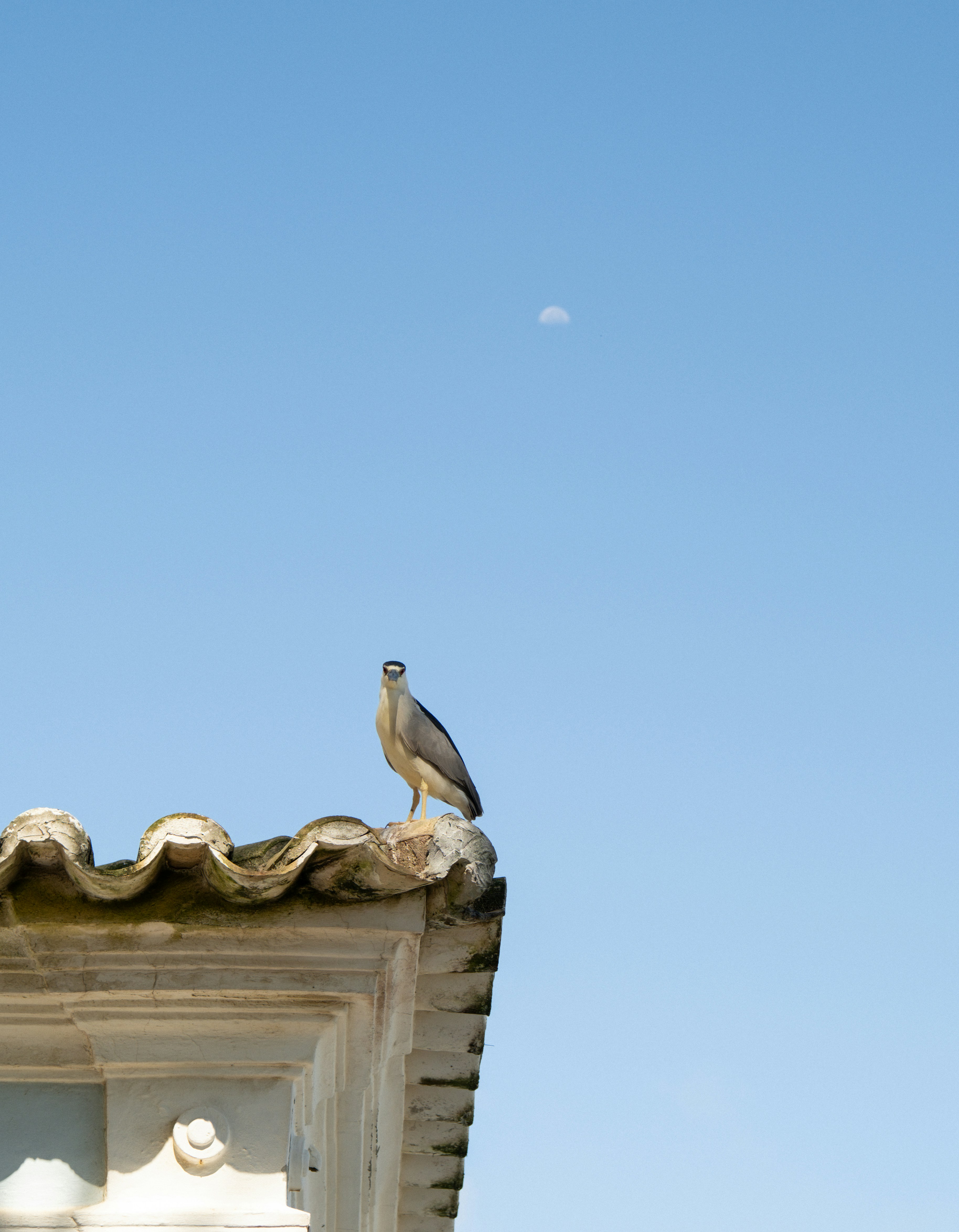 Hawk-crest on a sunlit rooftop under a pale moon