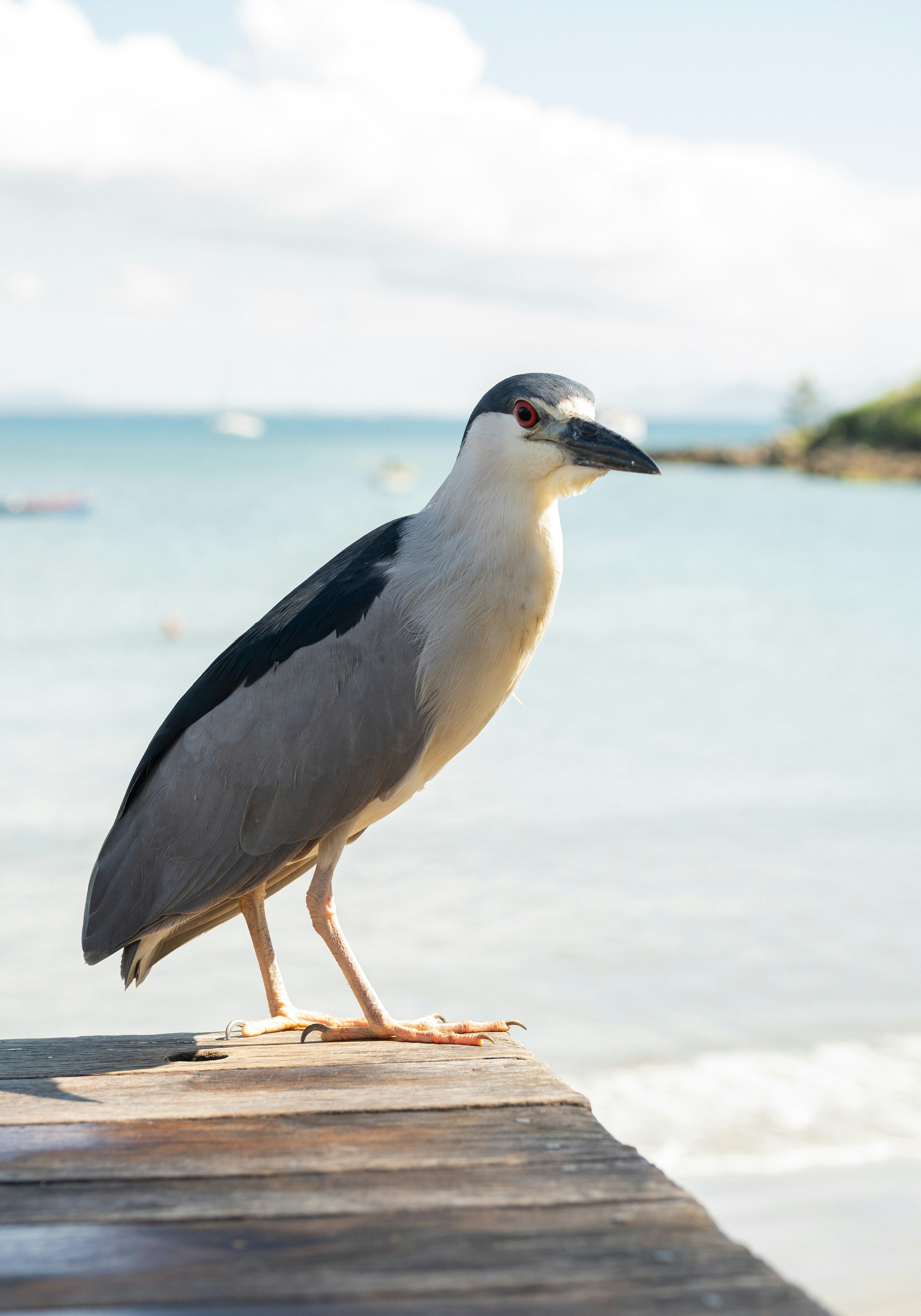Coastal Heron on a Weathered Pier Gazing Toward the Sea