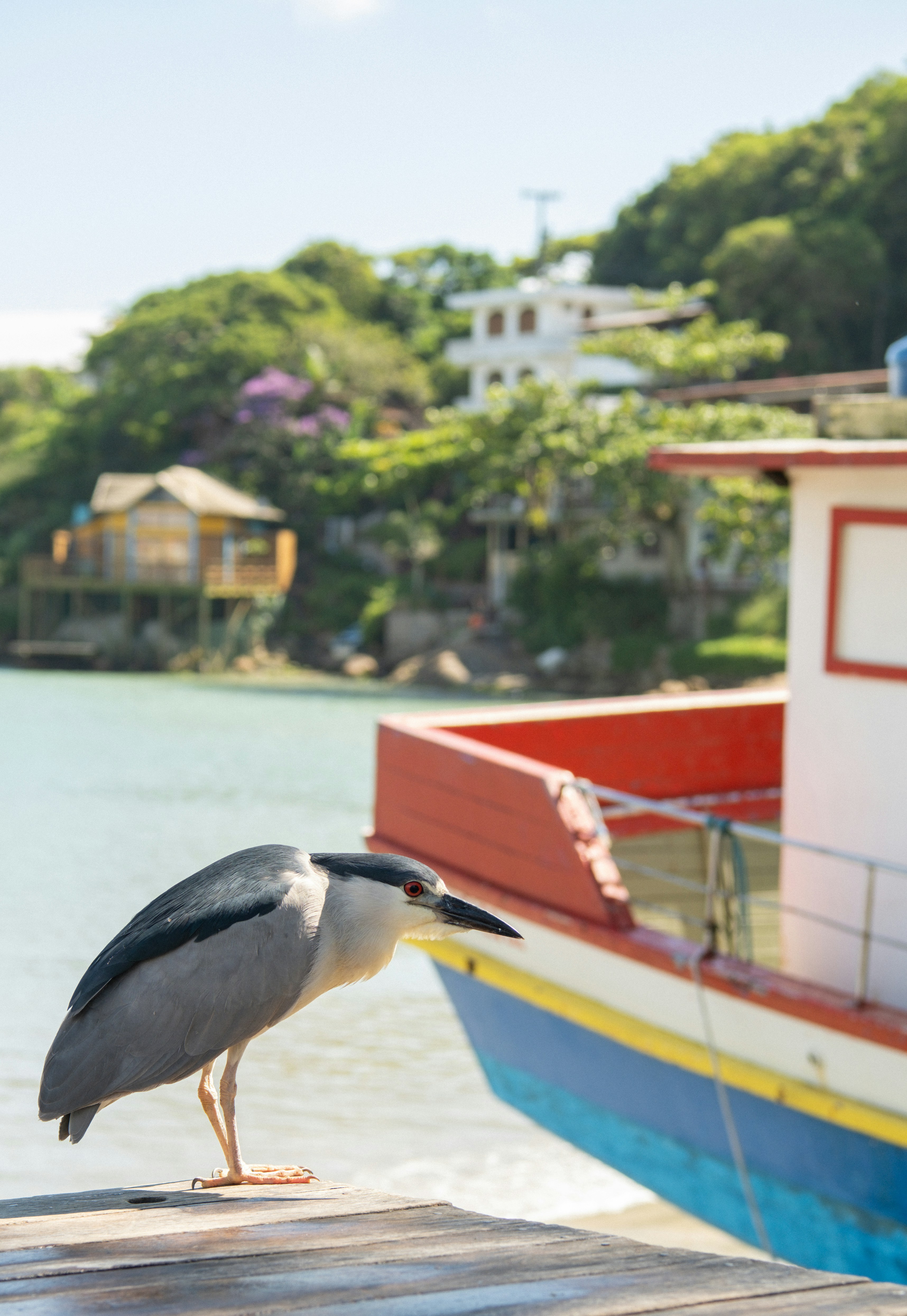 Coastal Heron Guarding the Docks by a Colorful Boat