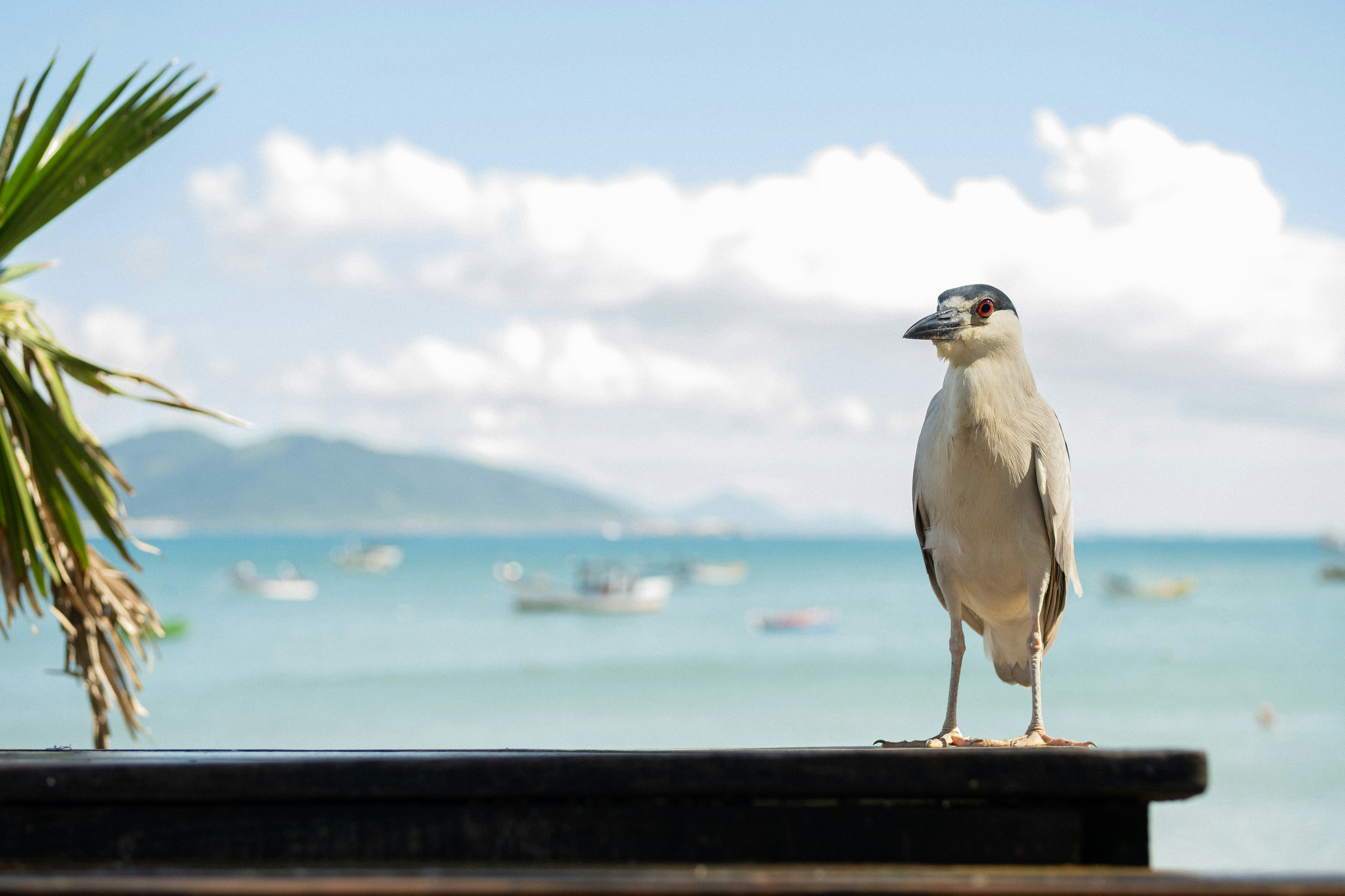 Seabreeze Sentinel: A Seagull Perched Above the Quiet Pier