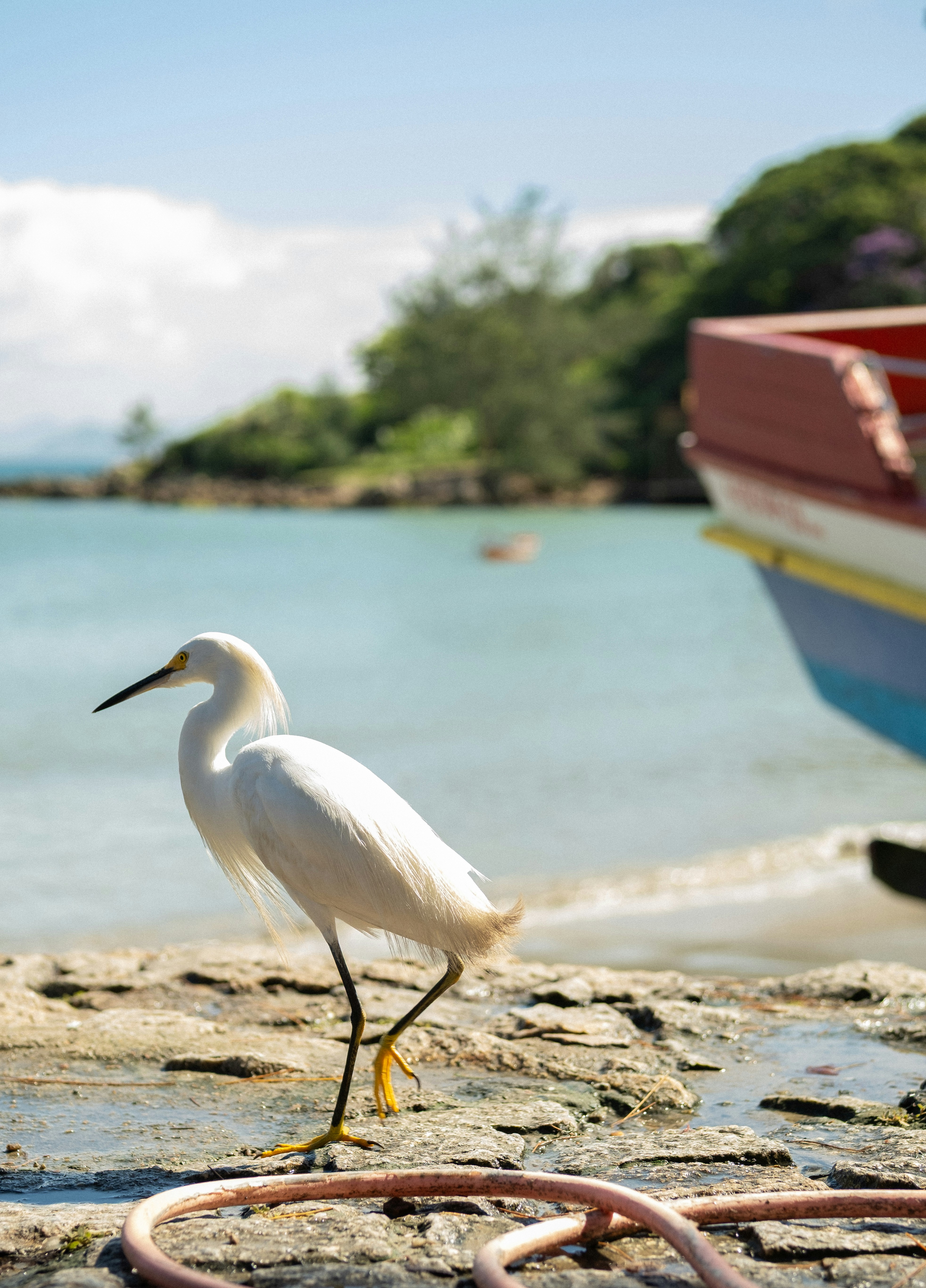 White egret at shoreline with distant boat and turquoise water