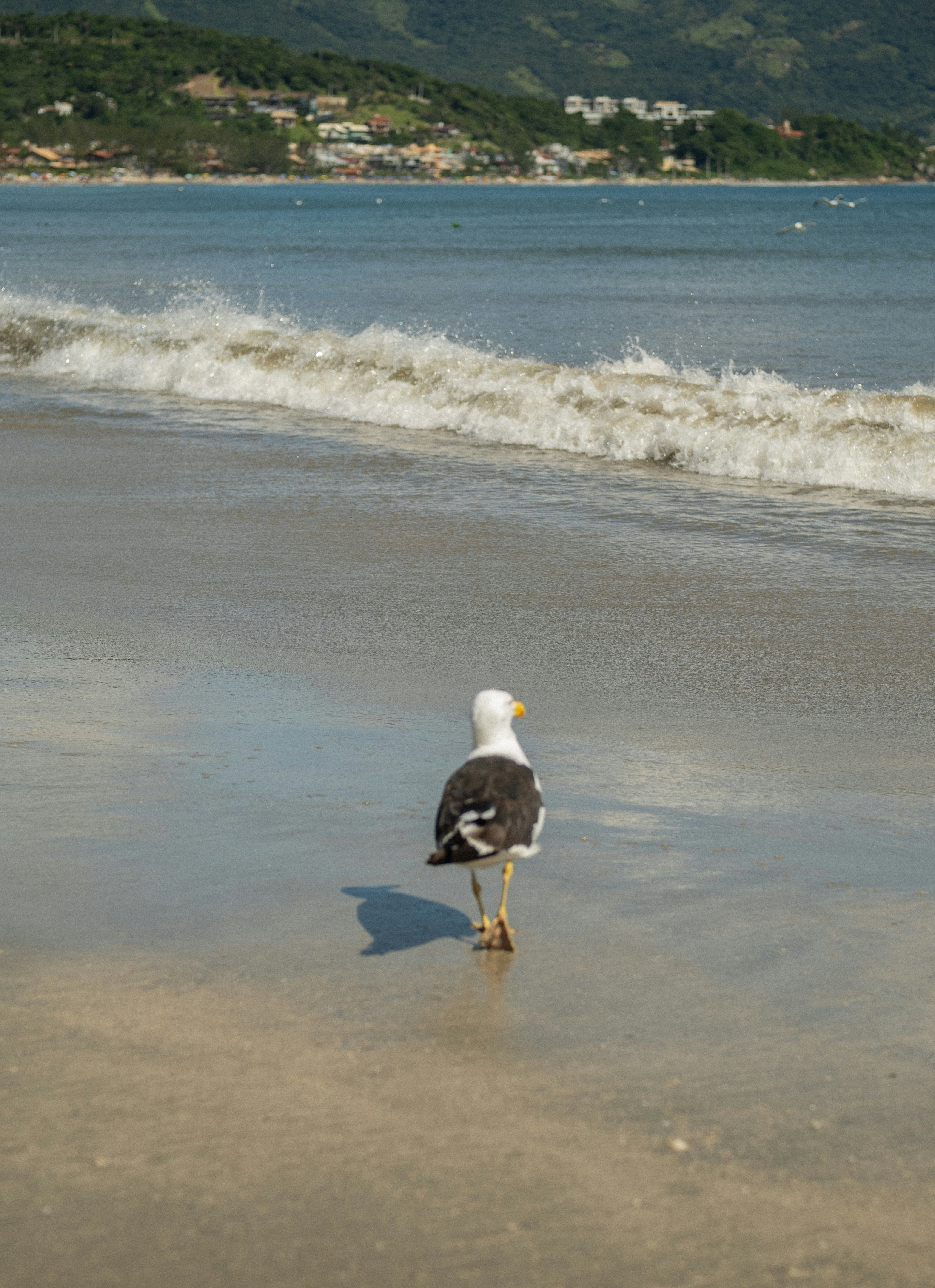 Coastal Seagull Standing at the Tide's Edge