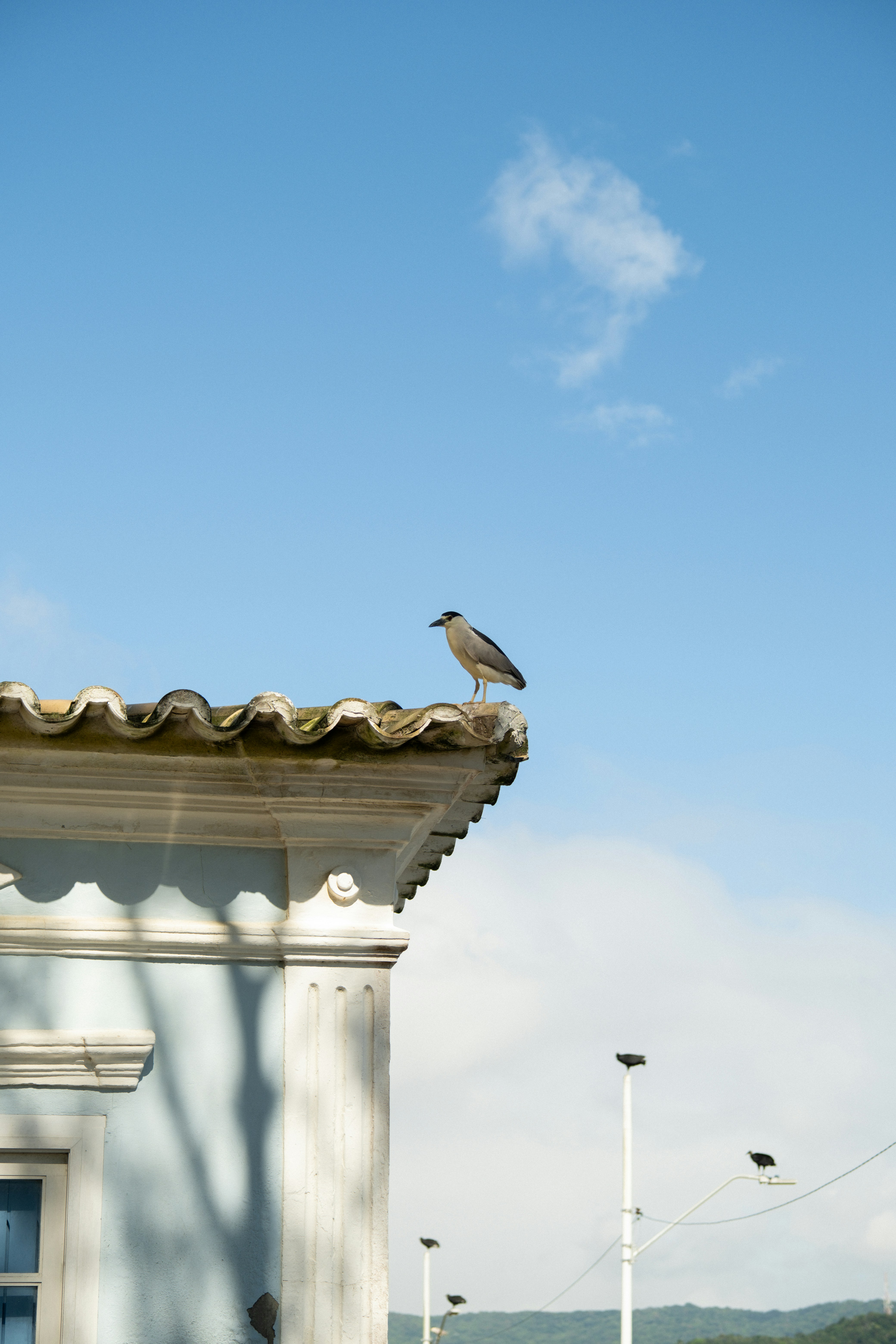 Solo Heron on the Roof: a Quiet Moment Above the City