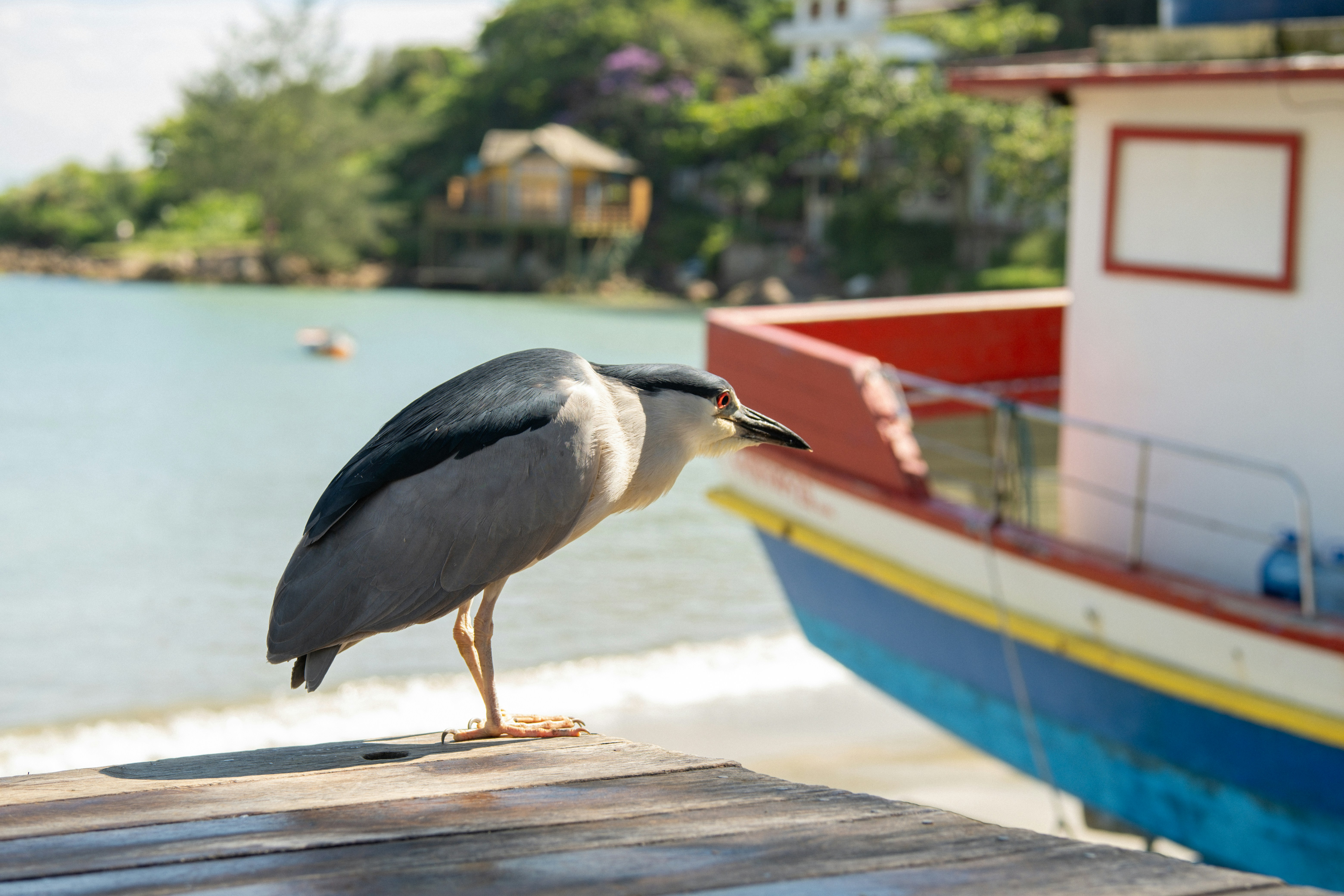 Heron on a Weathered Dock: Quiet Gala by the Harbor