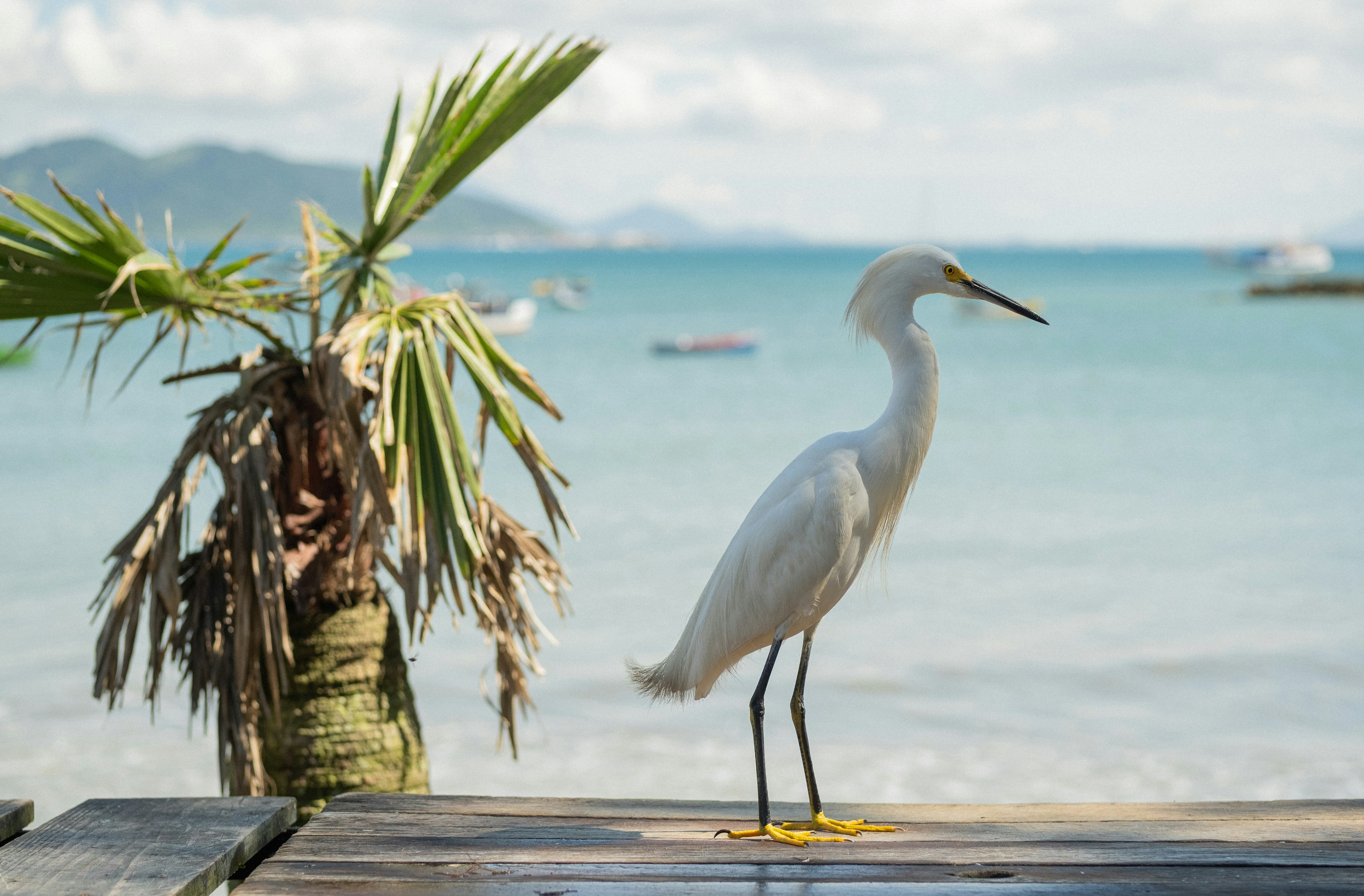 Sedgeon Beach Heron: Quiet Perch Over Tidal Surf