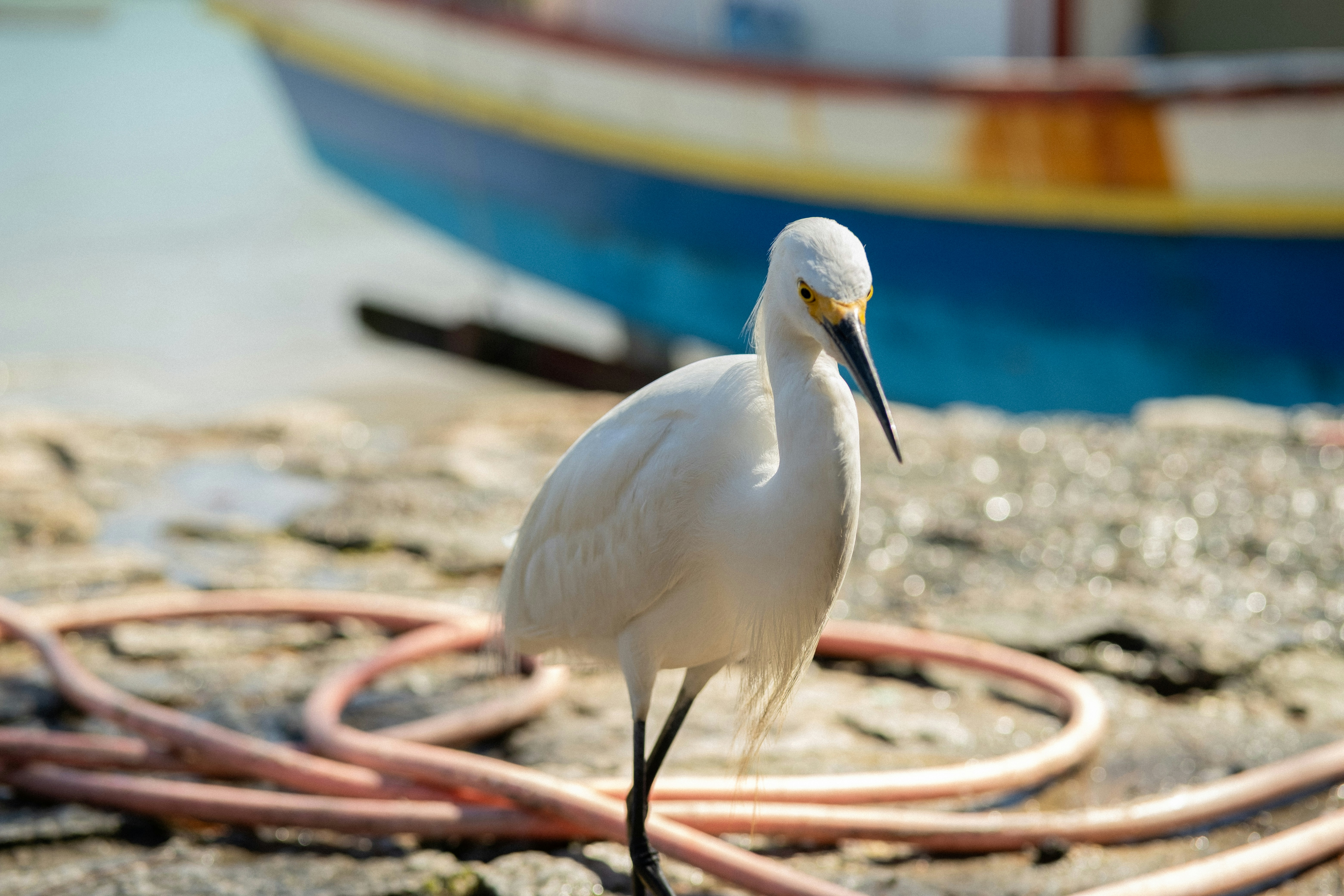 White Egret by the Harbor: Focused Gaze Above the Coiled Hose