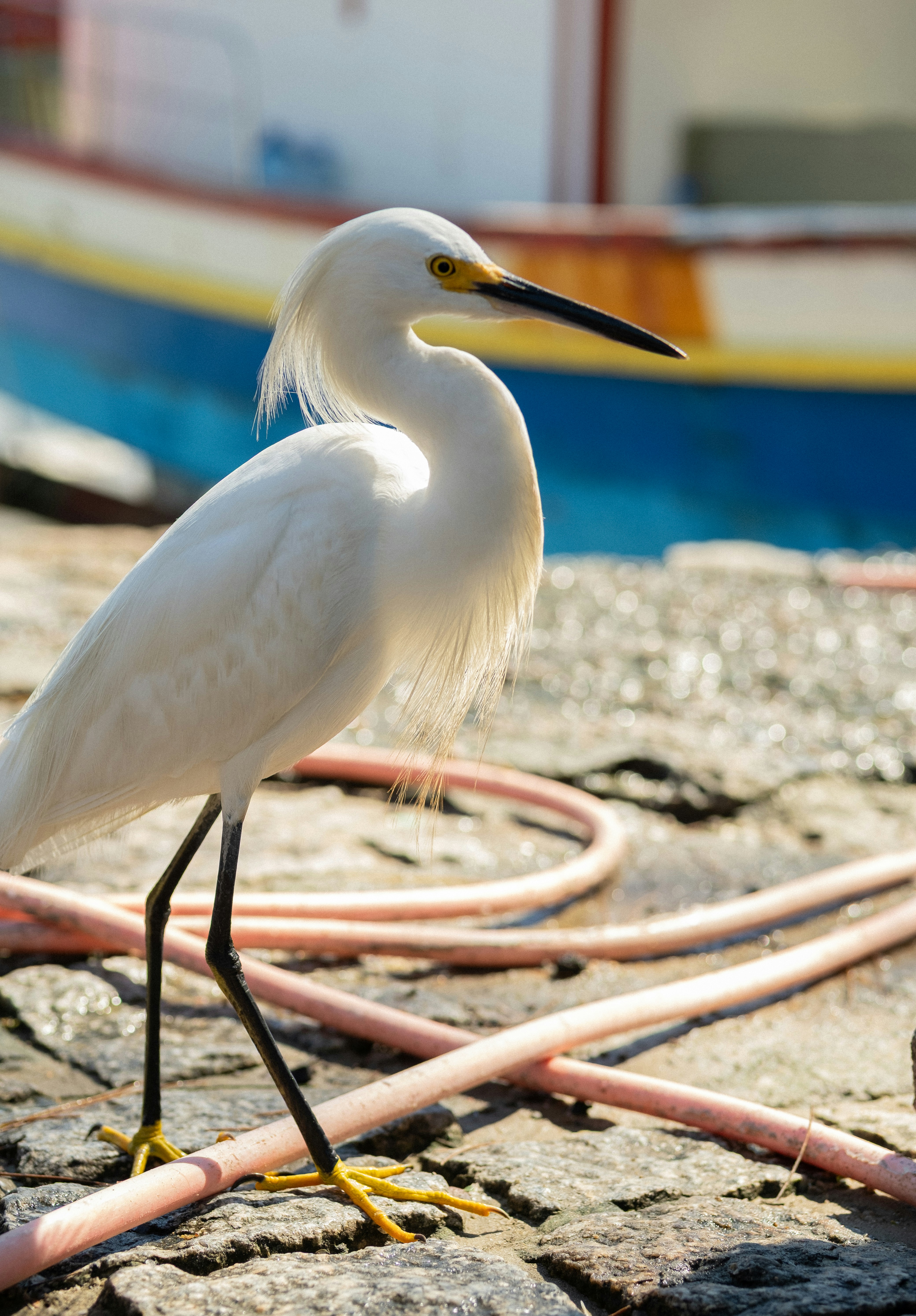 White Egret in Coastal Light, Studying the Tangle of Hoses