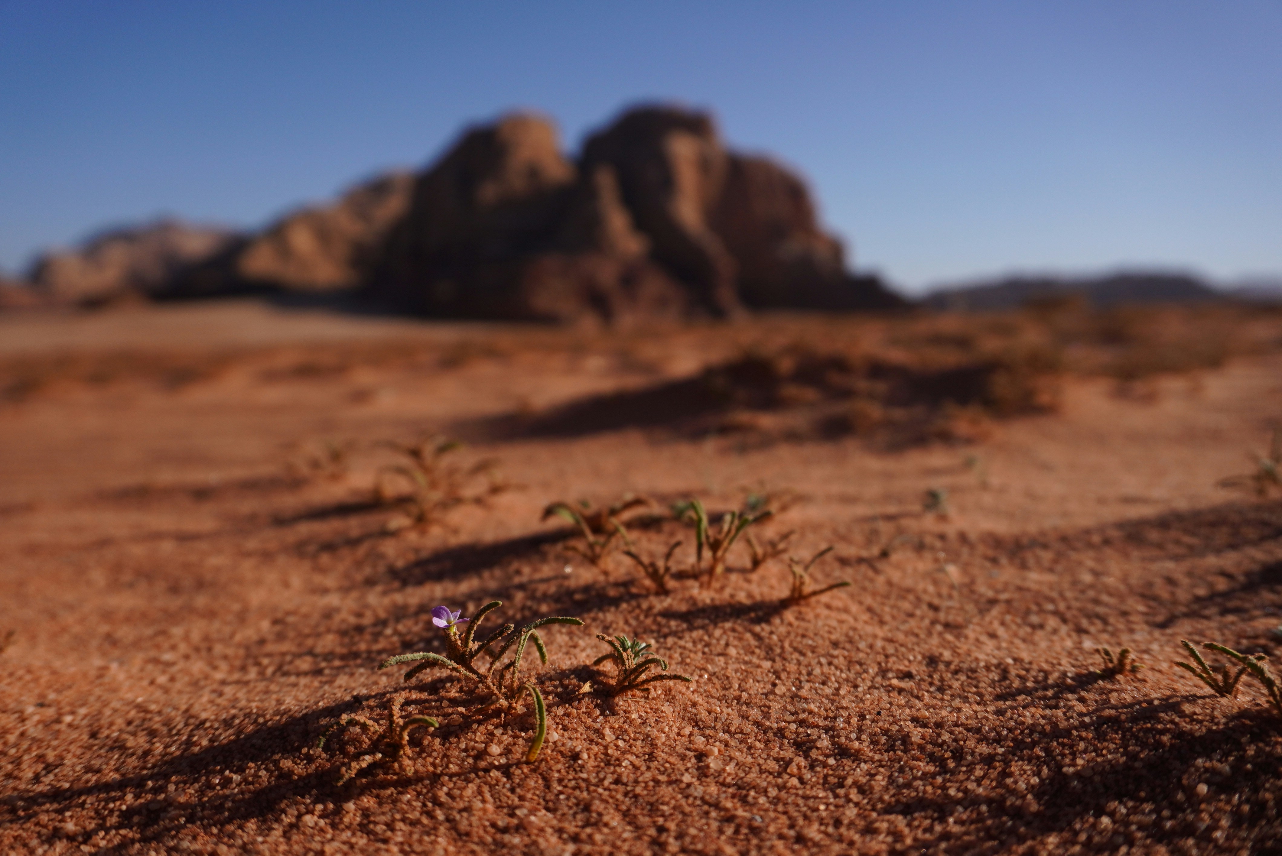 Desert Bloom: Tiny Violet Amidst Red Sand and Distant Rock Formations