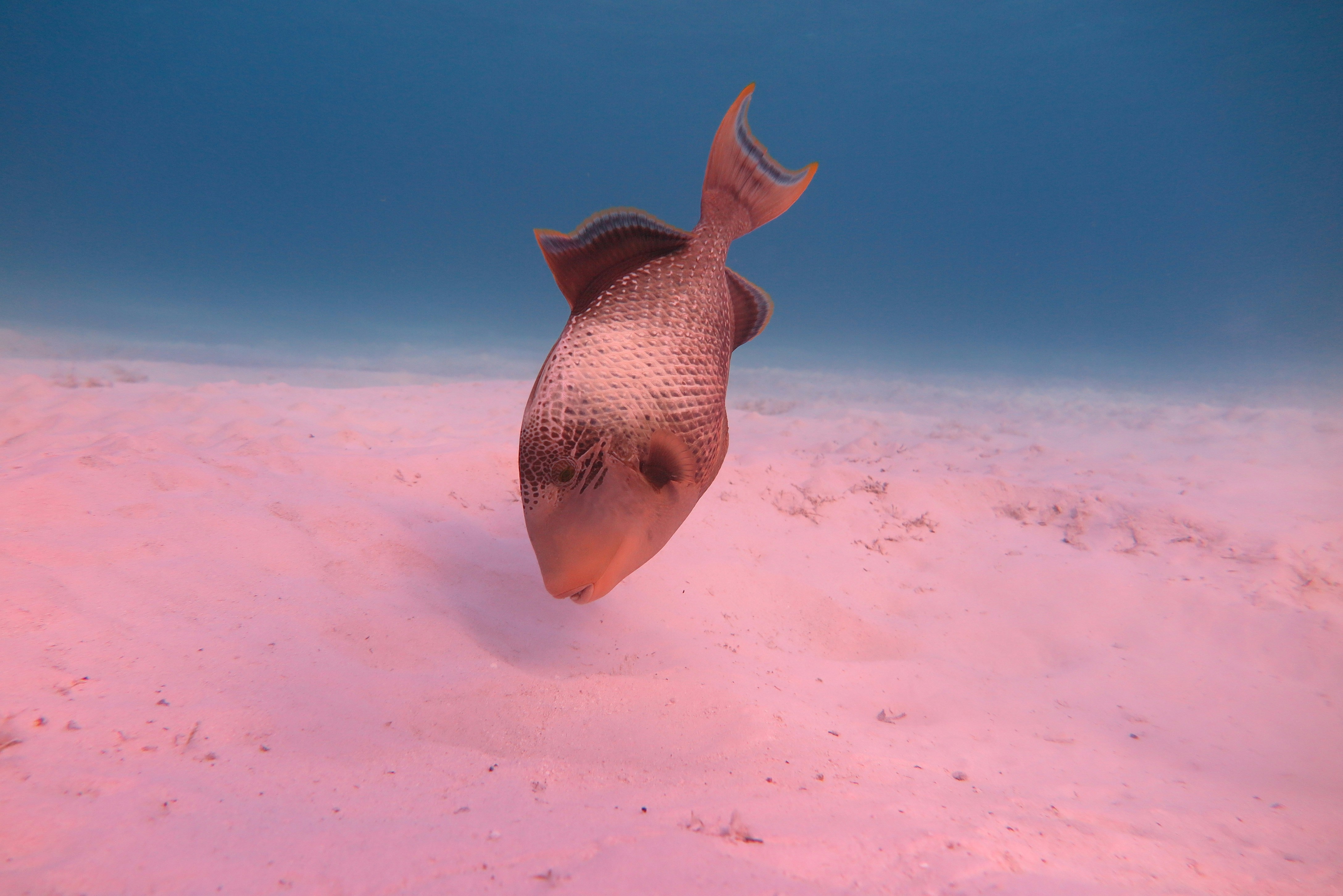 A triggerfish swims over a sandy seabed.
