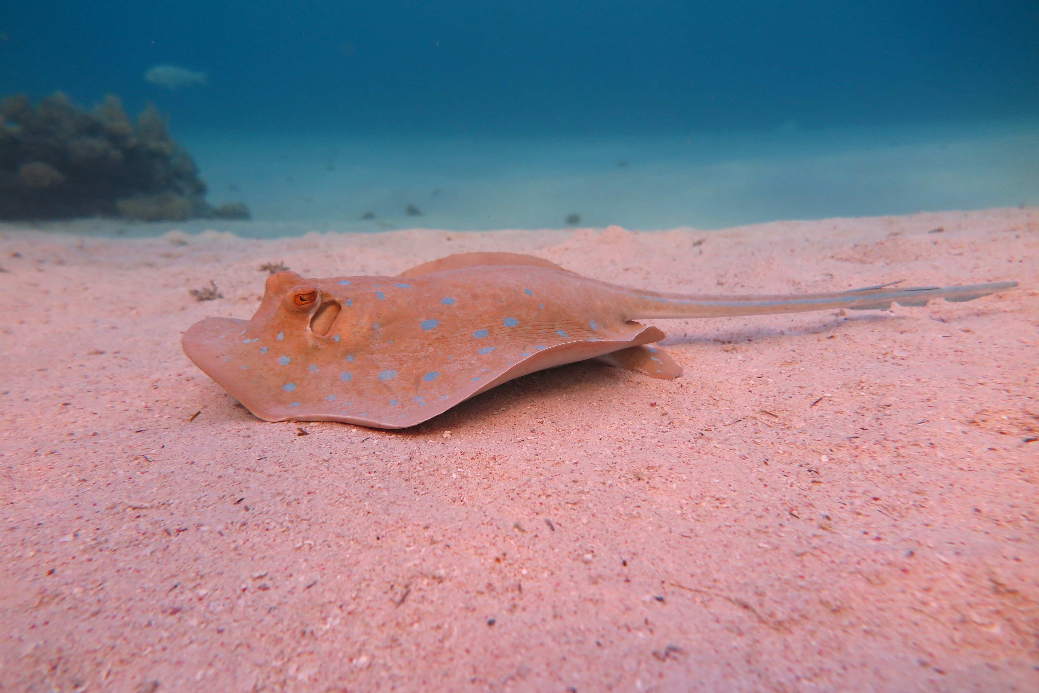 A blue-spotted stingray rests on a sandy ocean floor.