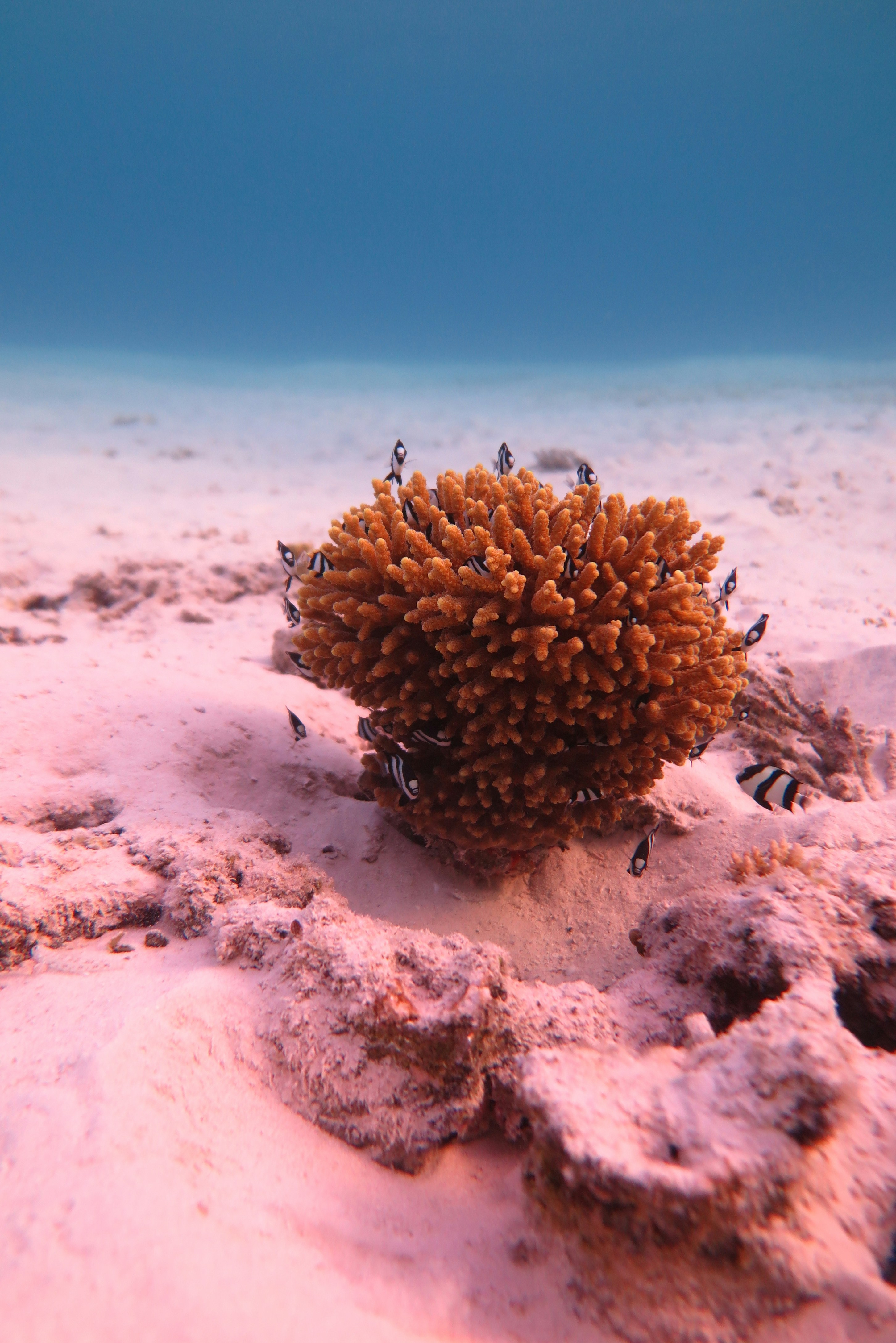 Small fish swim around a coral formation on sandy seabed.