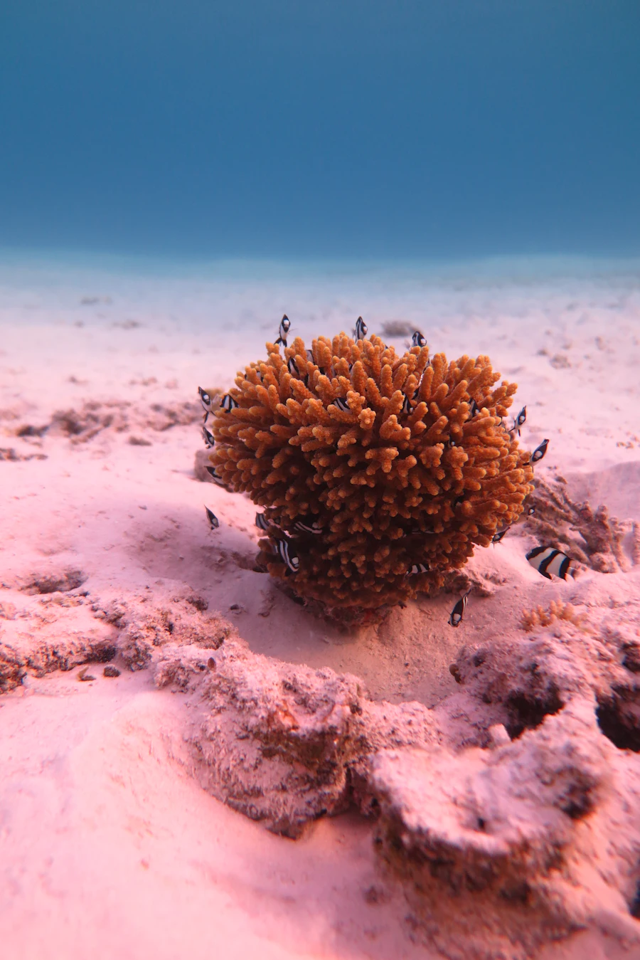 Vibrant coral head anchored on pink seafloor with small striped fish circling, under a calm blue horizon; a marine scene highlighting coral texture and subtle color shifts. This is a natural underwater photograph.