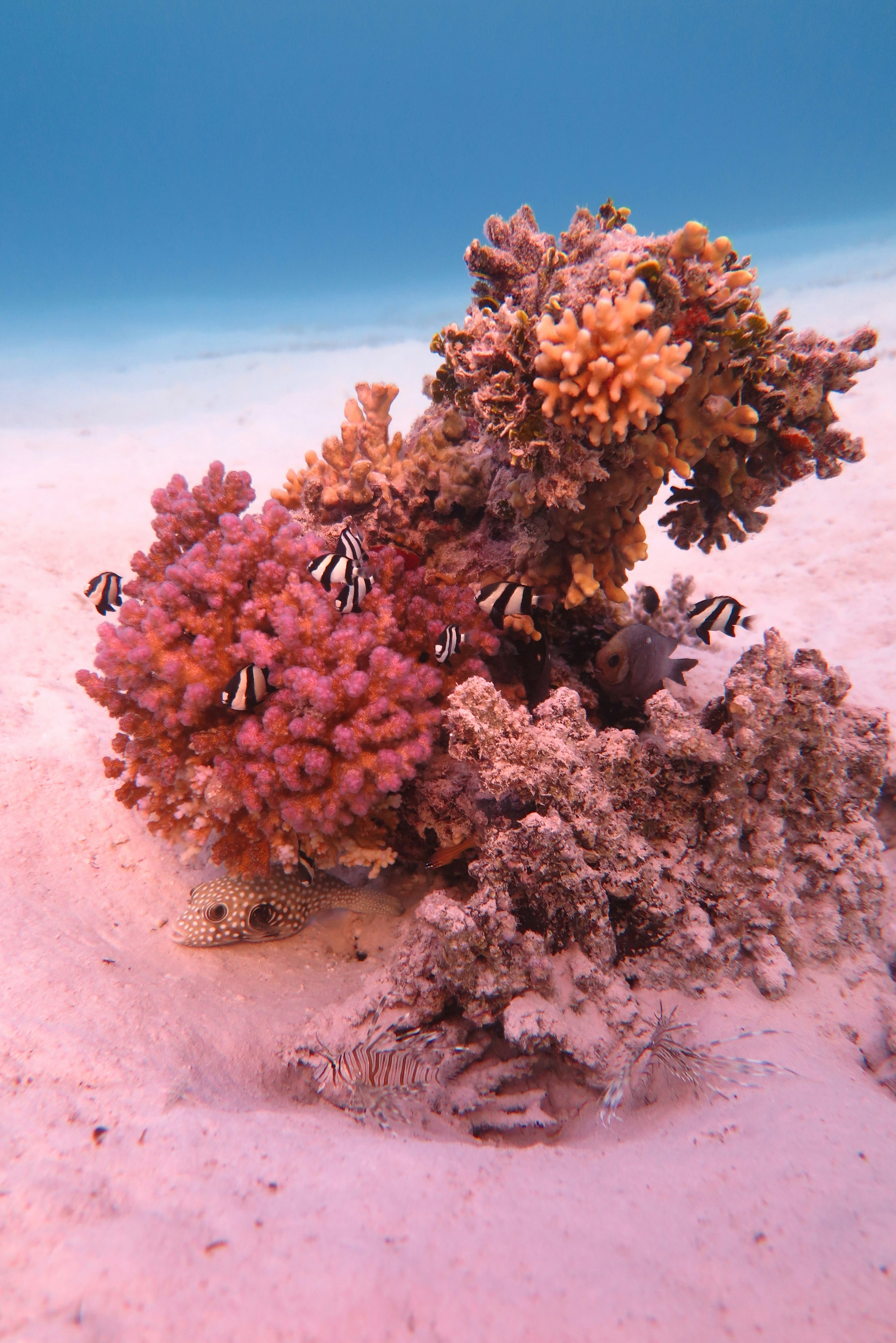 Coral reef with striped fish on sandy seabed.