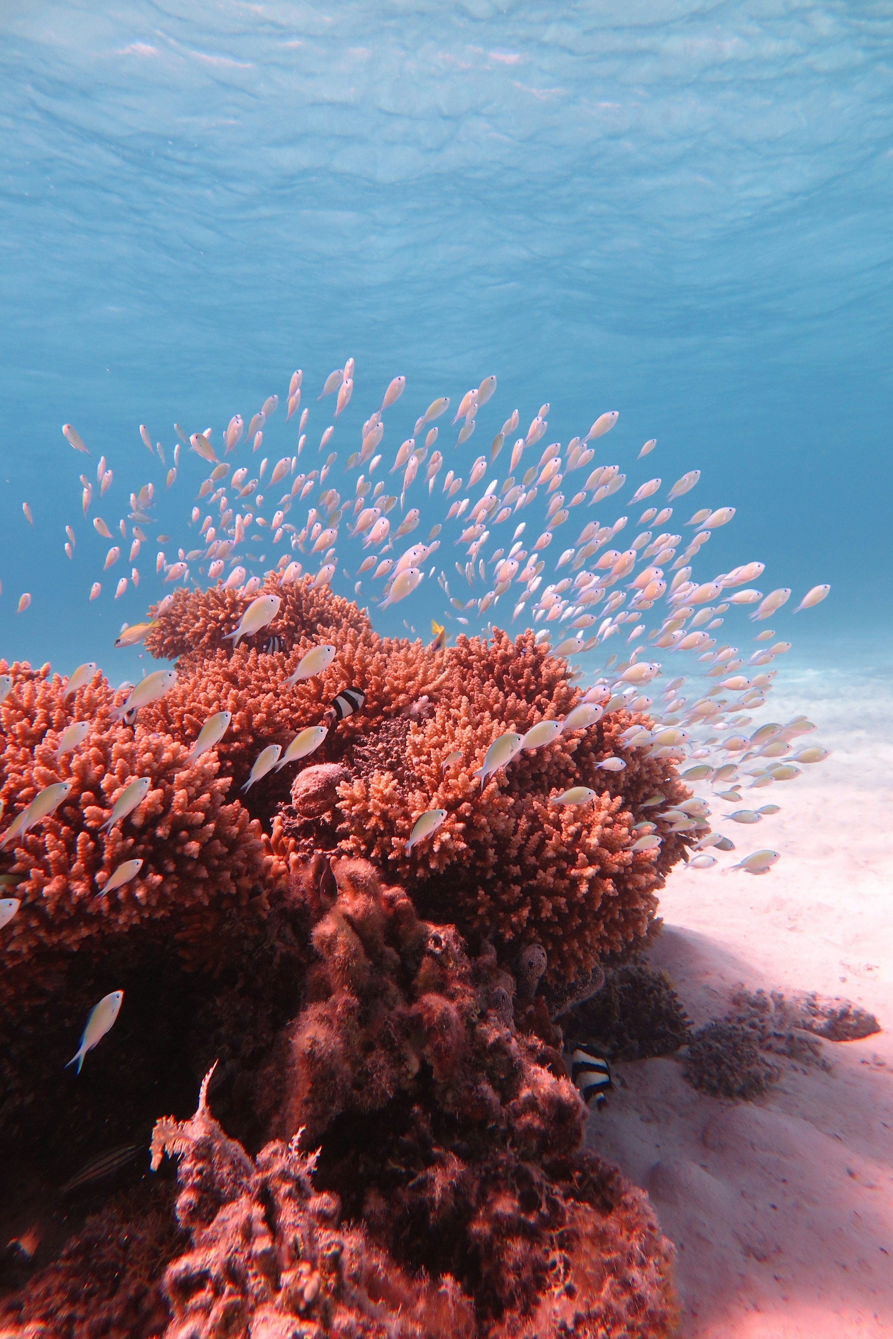 A school of fish swims around a vibrant coral reef.