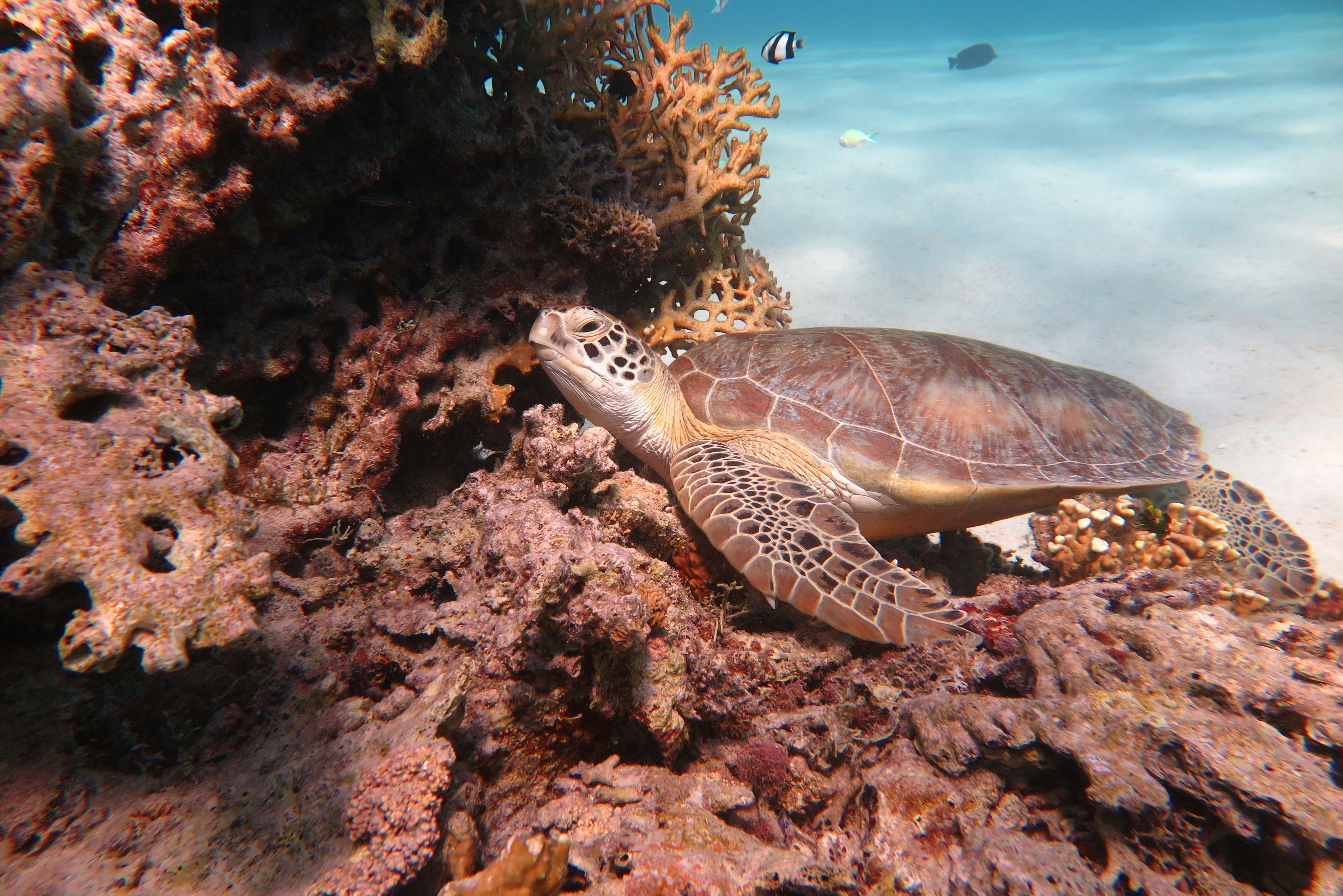 A sea turtle rests on a coral reef