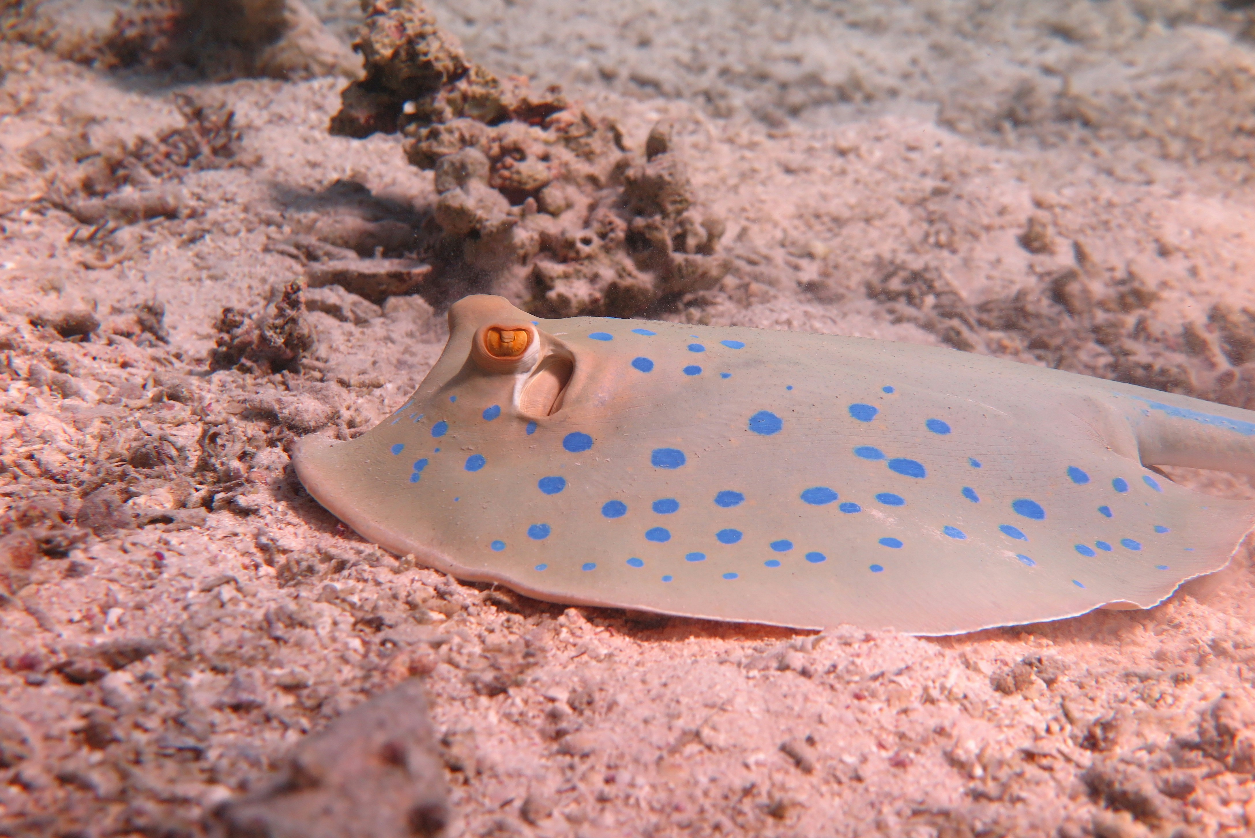 A blue-spotted stingray rests on a sandy seabed.