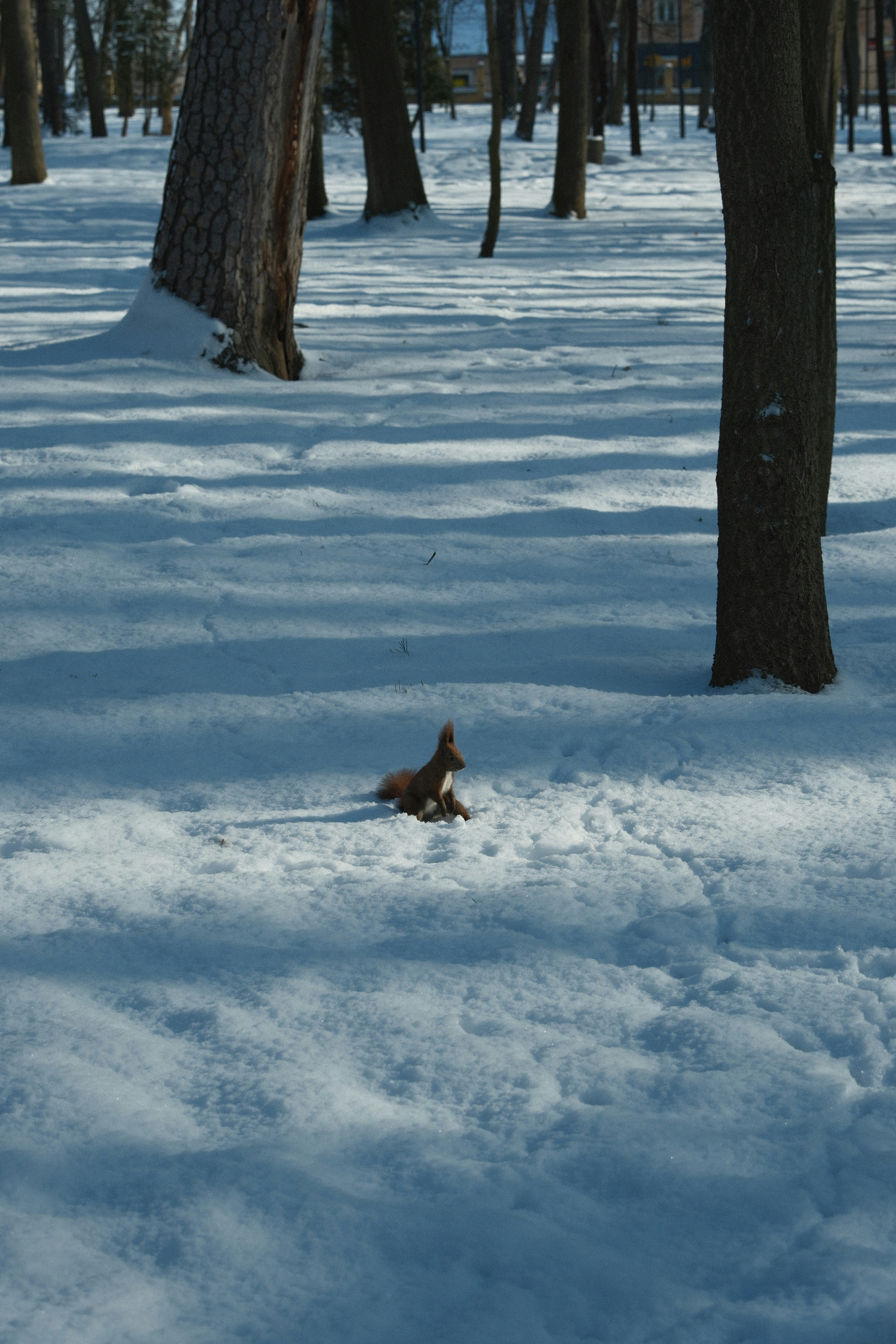 Winter Clearing: A Squirrel's Moment Among Silent Pines