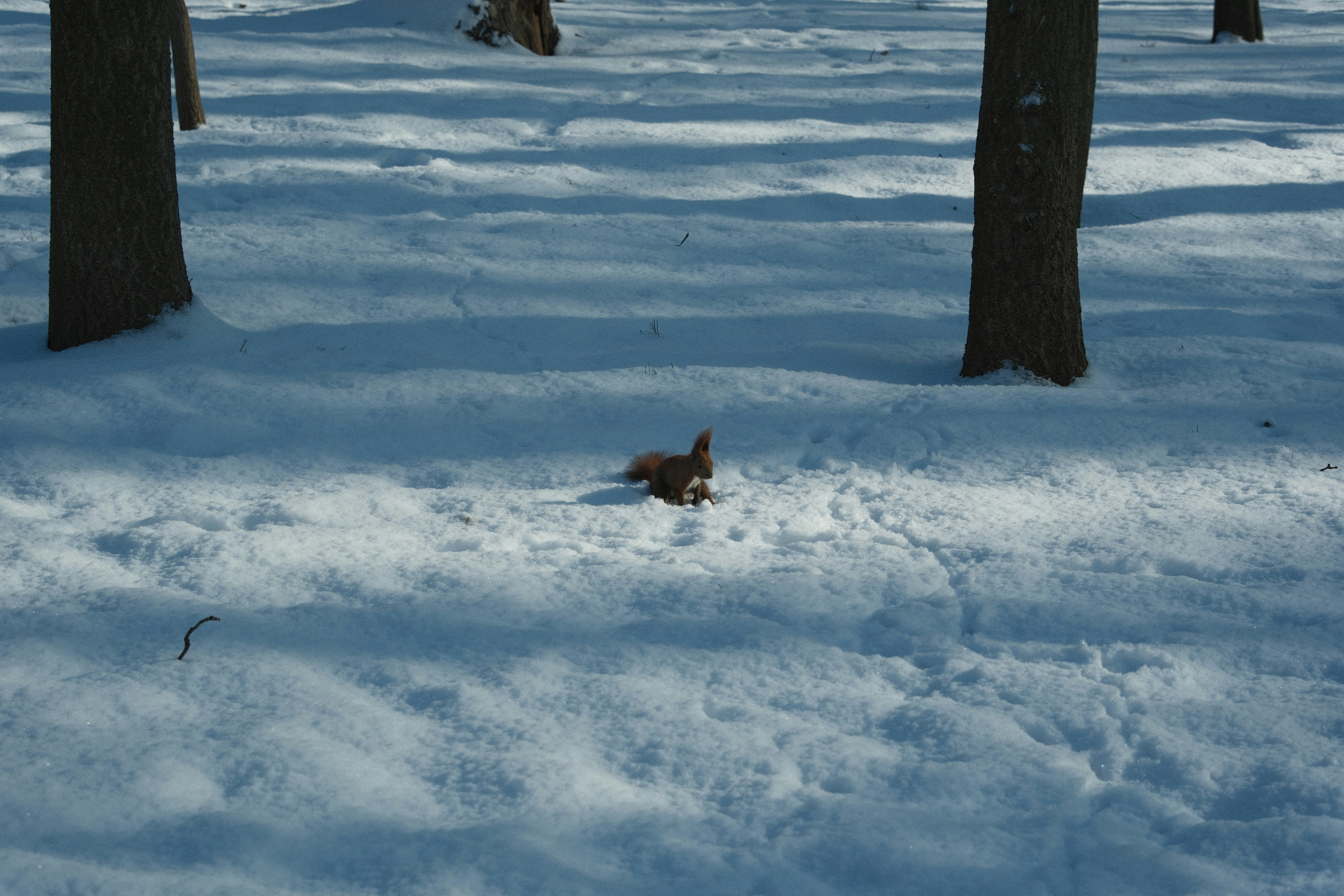 Tiny Fox Summers in a Snow-Quiet Forest