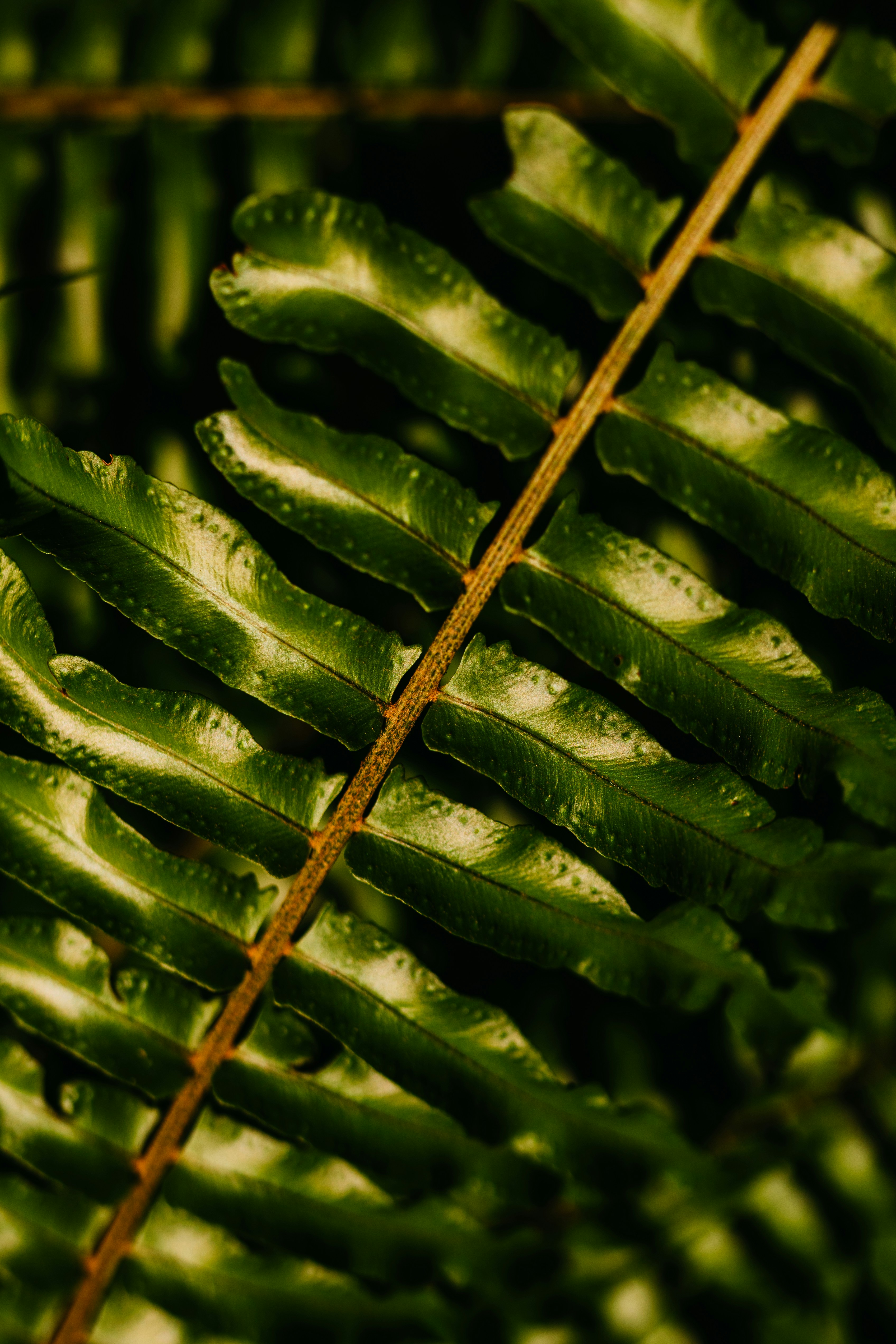 Close-Up of a Fern Frond: Emerald Veins and Sunlit Edges