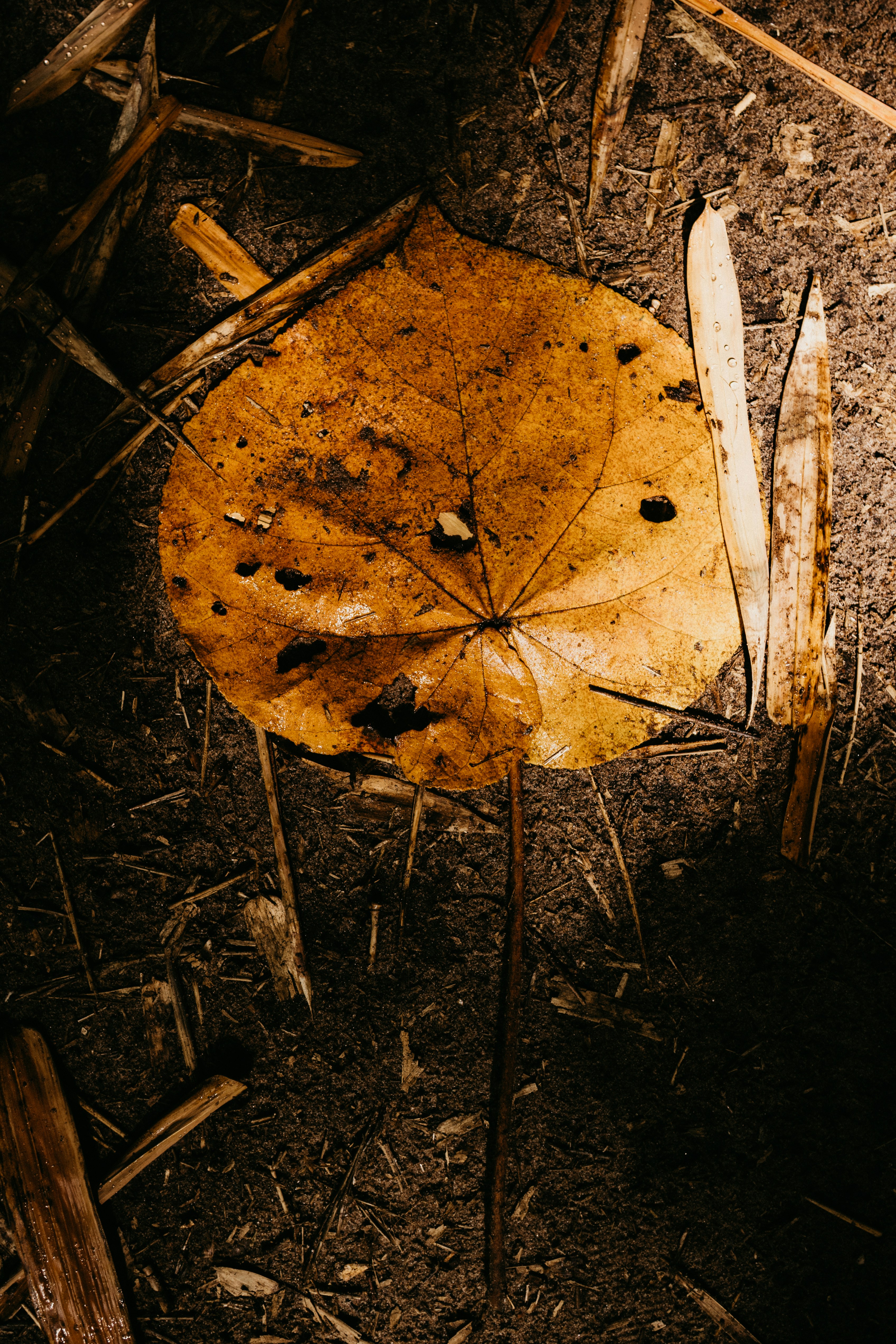 Amber Leaf on Dark Soil: A Quiet Moment of Deterioration