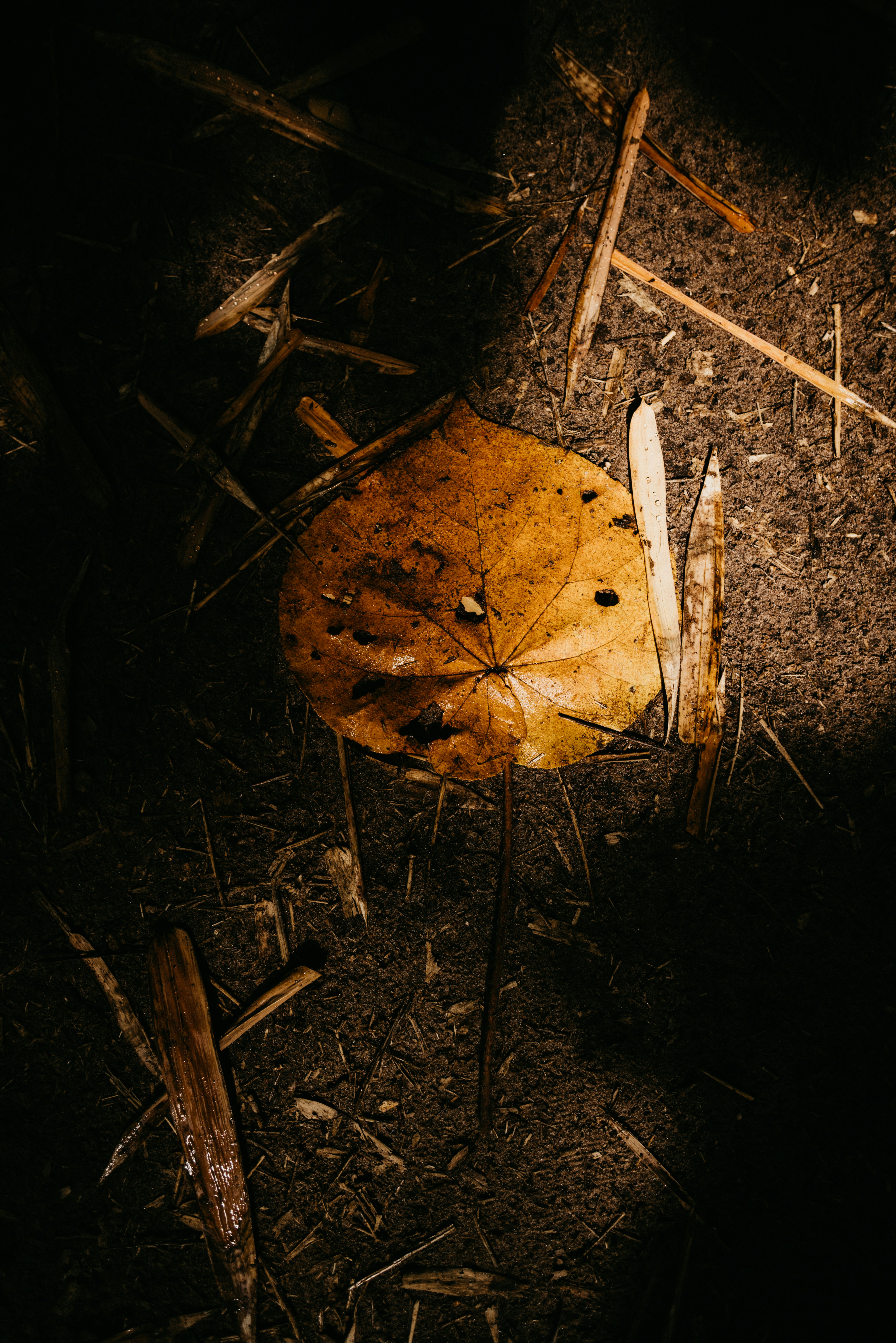 Autumn Leaf in the Spotlight: A Quiet Forest Floor