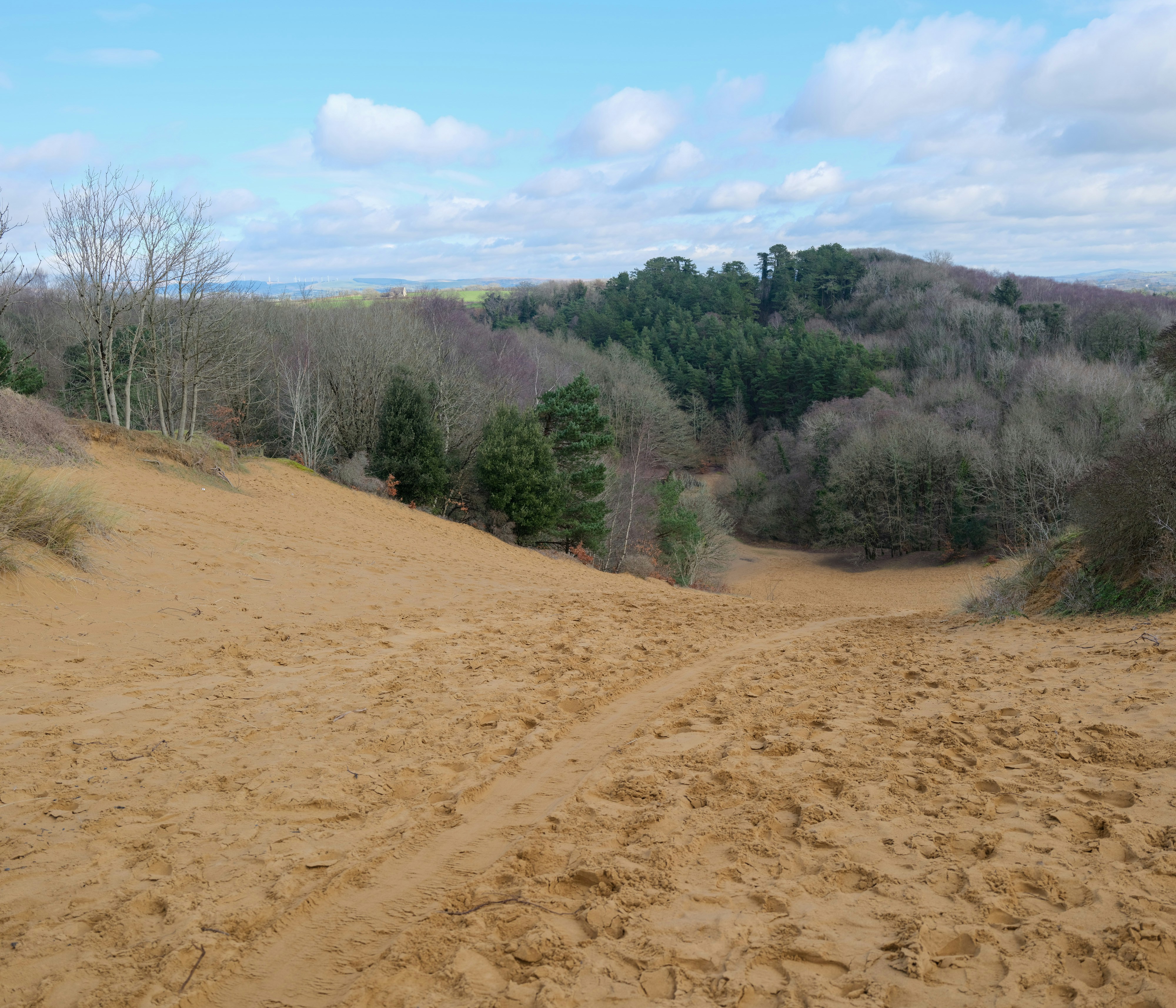 Sandy Dune Pathway Toward a Woodland Crest