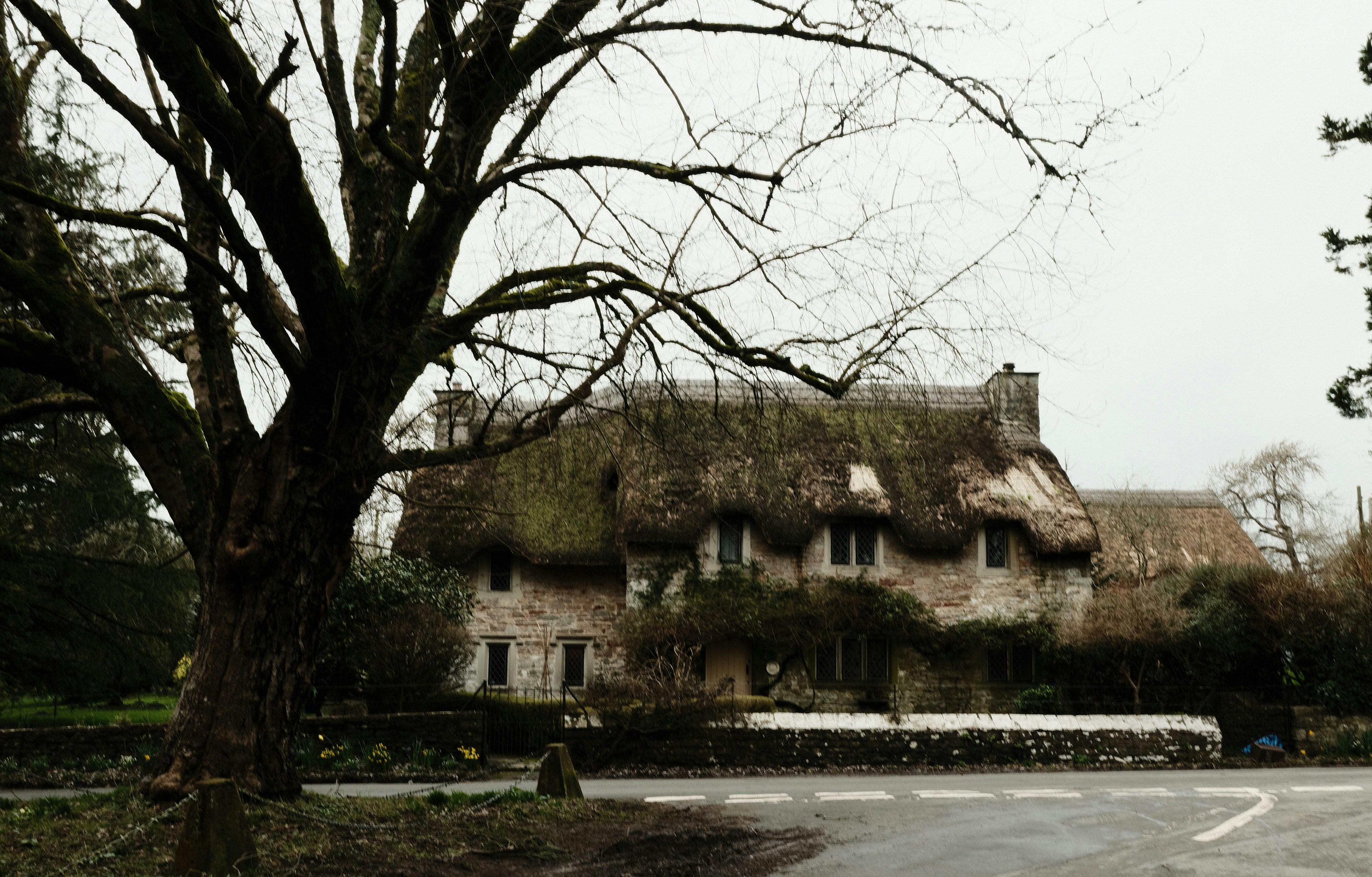Thatched Cottage Echoes: An Overcast Farmhouse Beneath a Gnarled Tree
