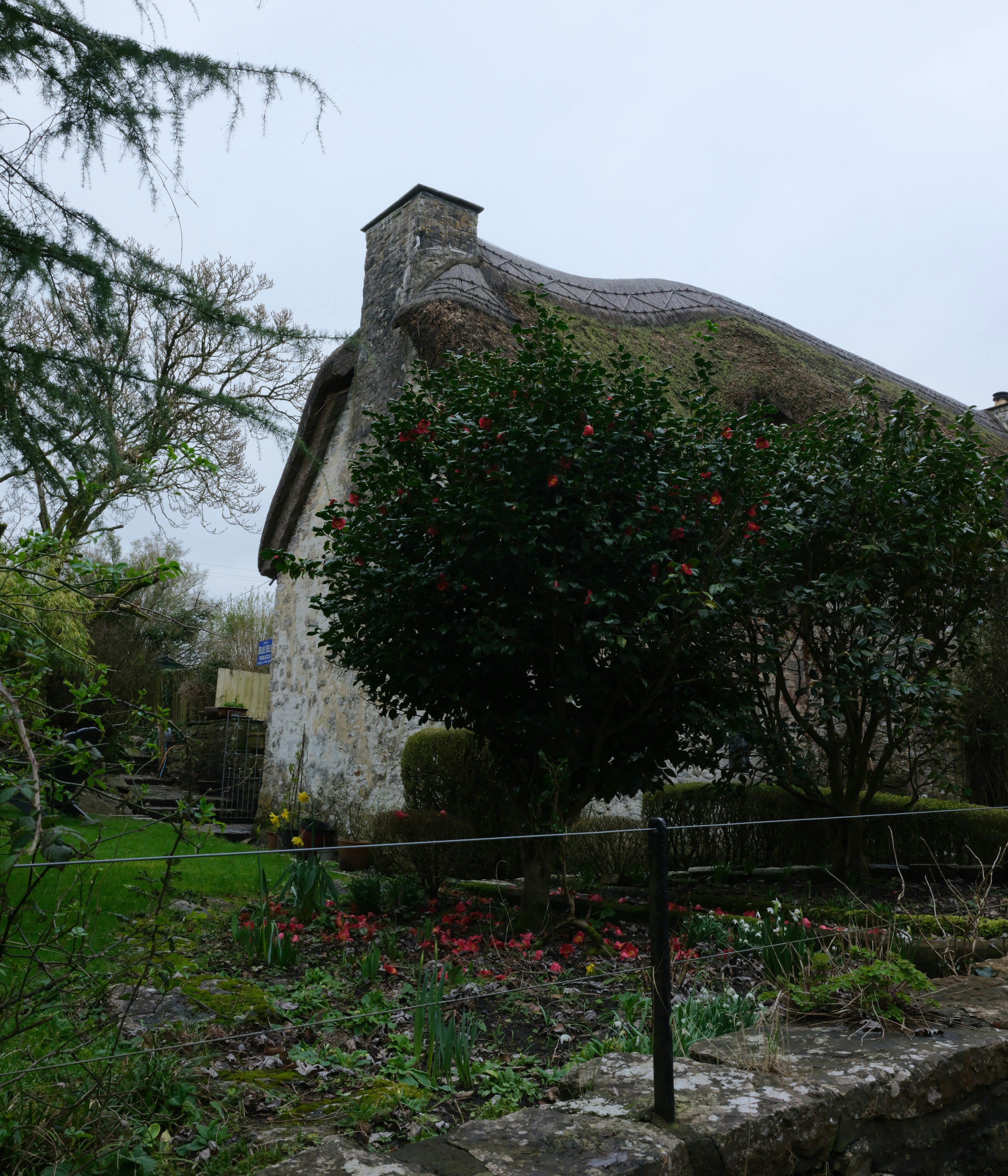 Cottage Garden Verge: A Thatched Roof Amid Overgrown Flora