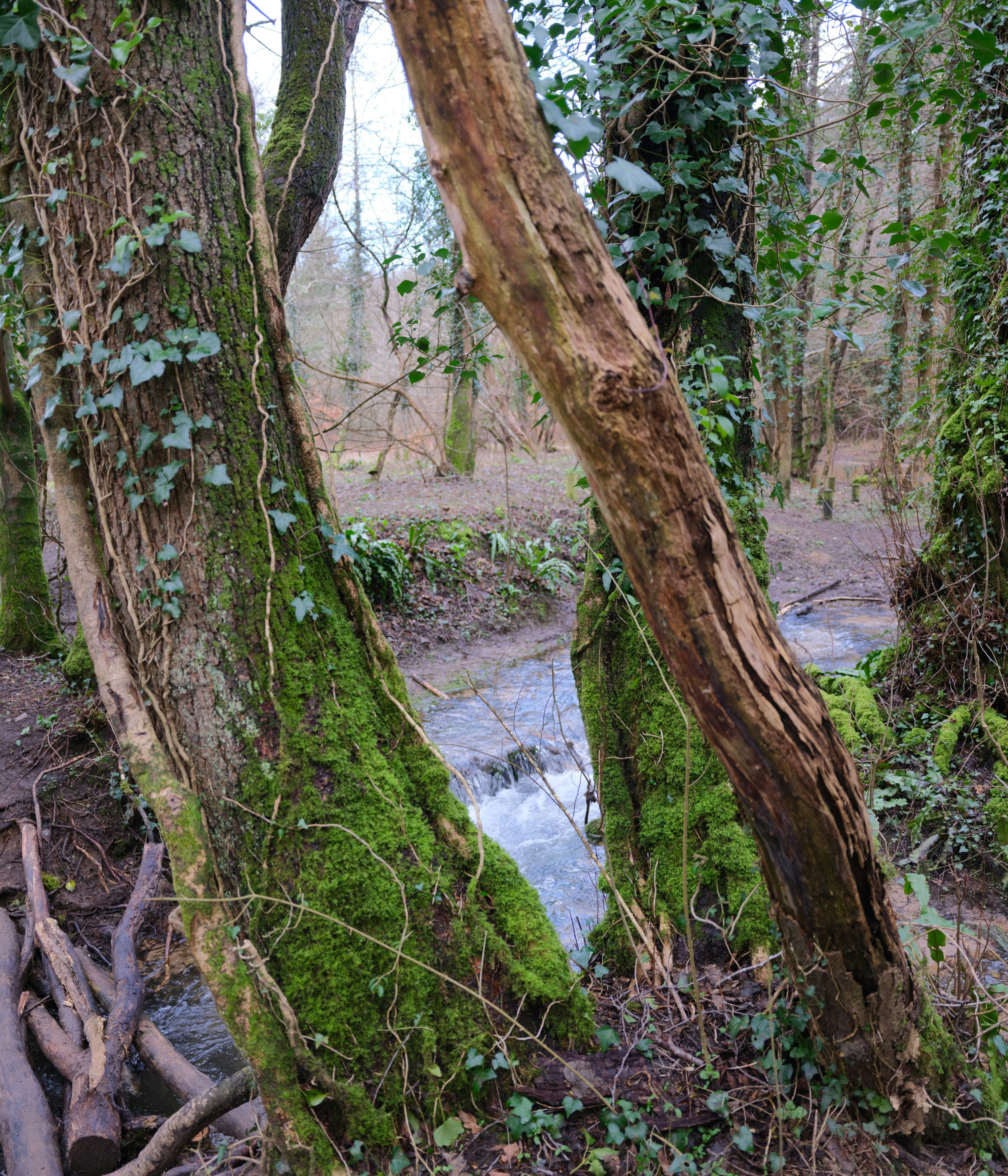 Moss-Cilled Trunks Framing a Quiet Brook