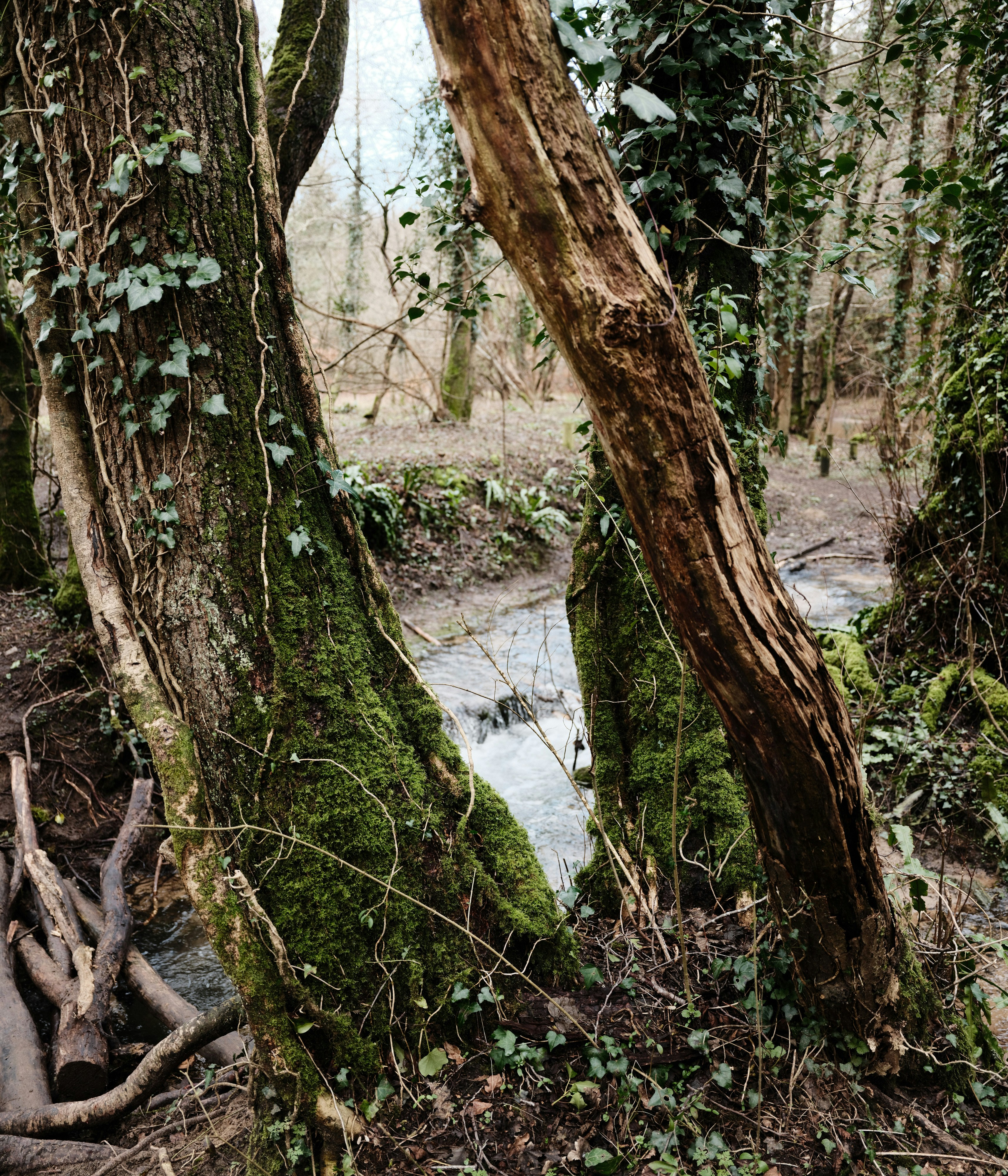 Moss-covered trees beside a shallow stream in a forest
