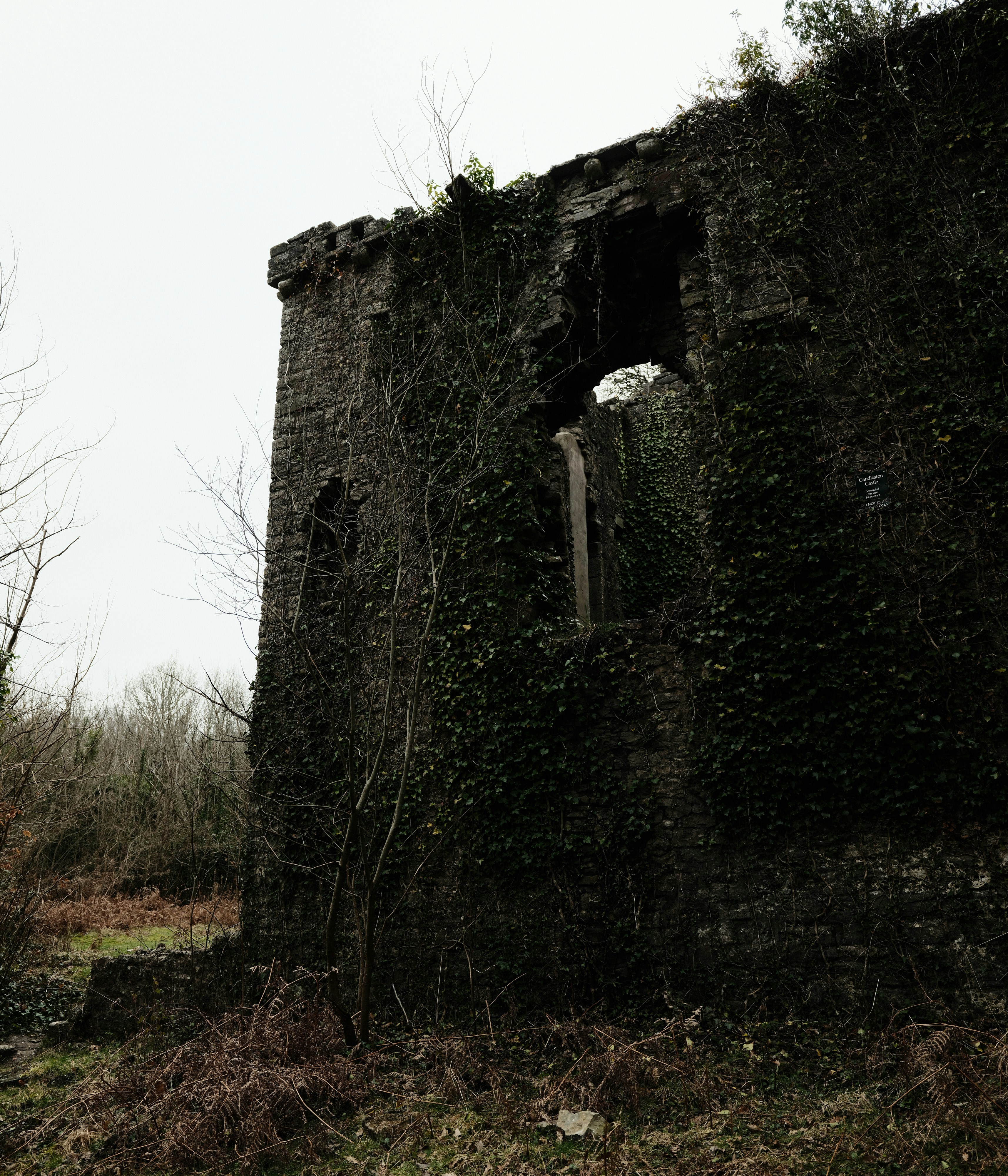 Ivory Towers in Decay: Ivy-Clad Ruins Standing Against Bare Trees