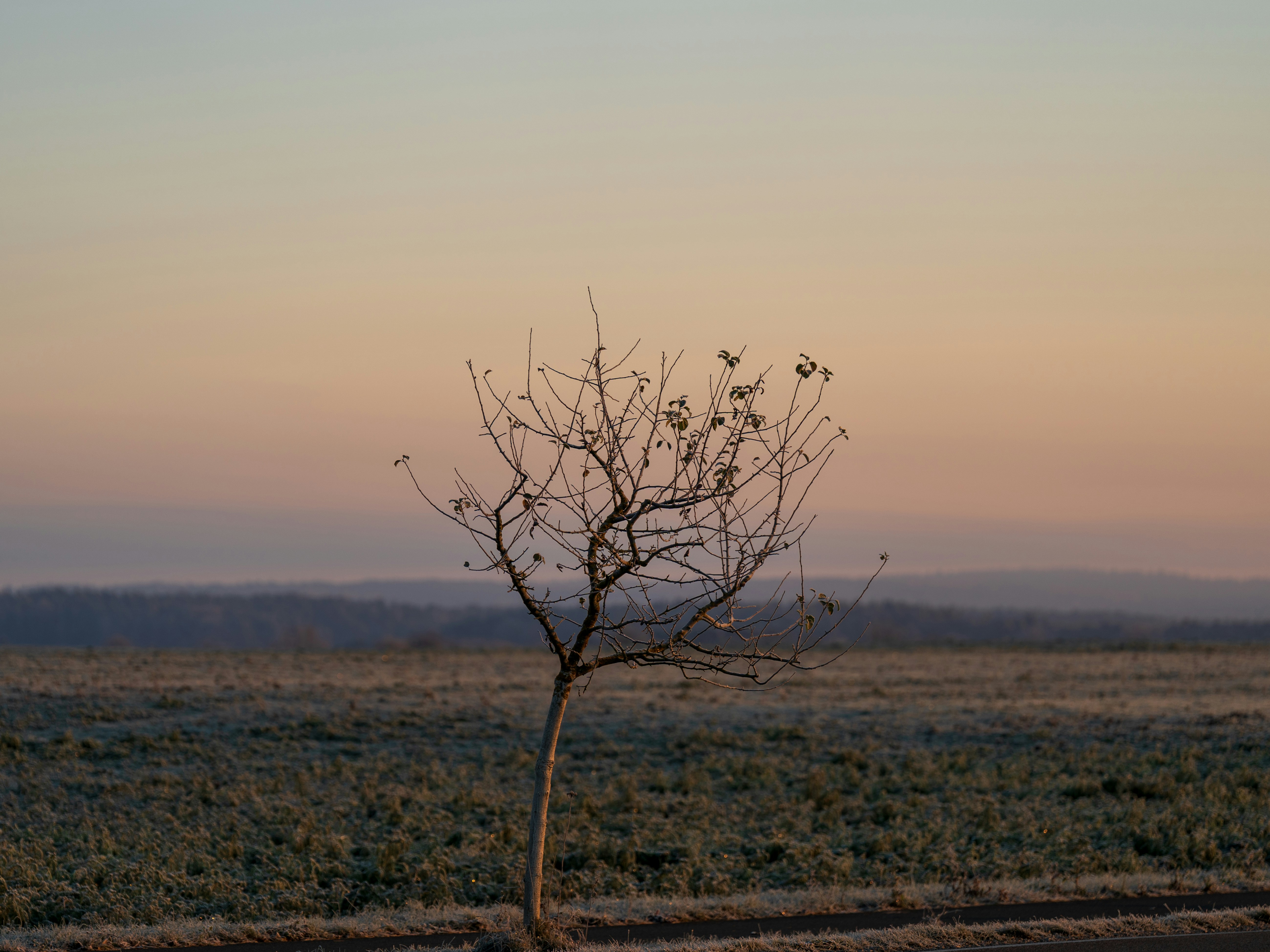 Dusk Orchard: A Lone Tree Framing the Quiet Farmland