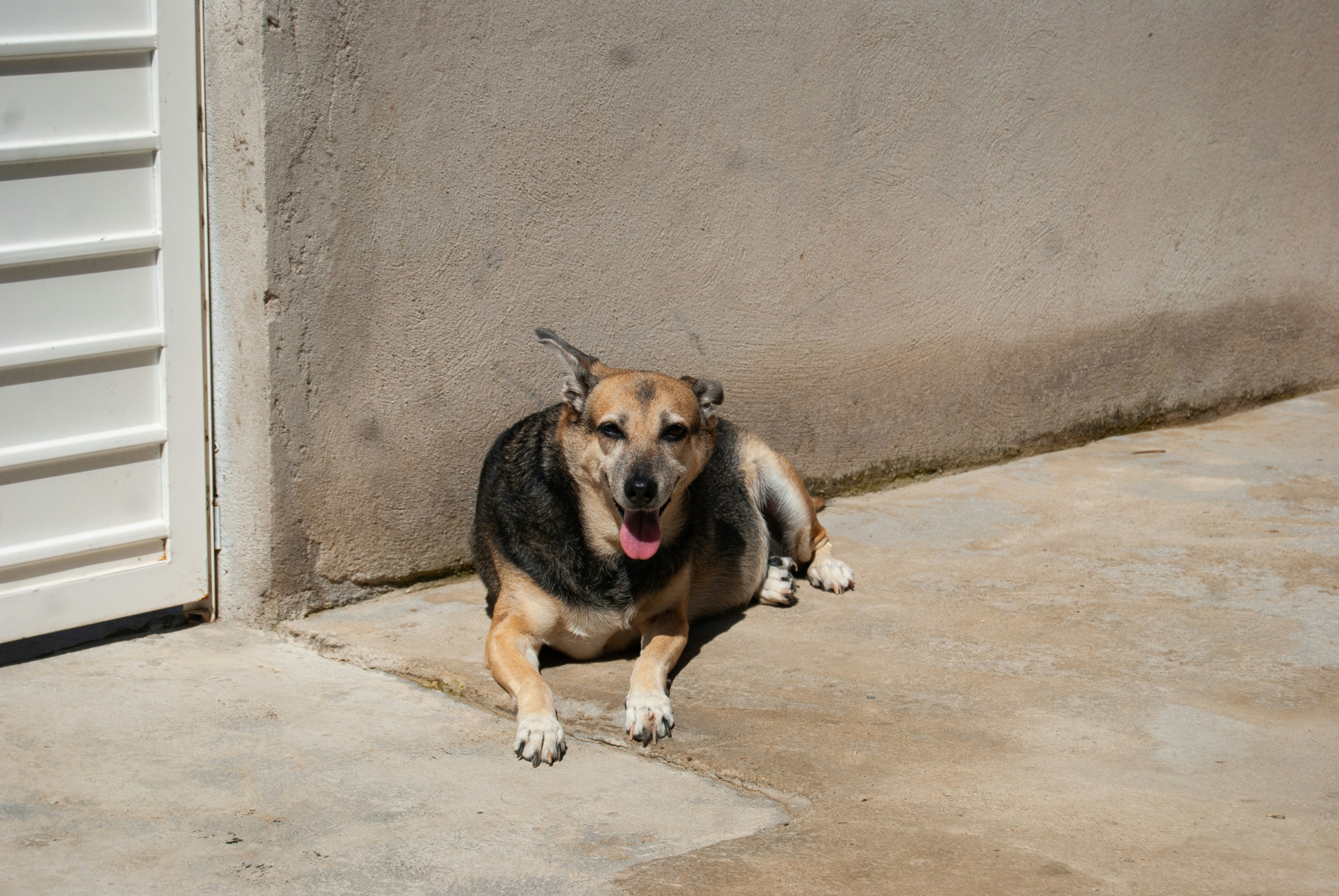 Sunlit Hound Resting by a Studio Wall