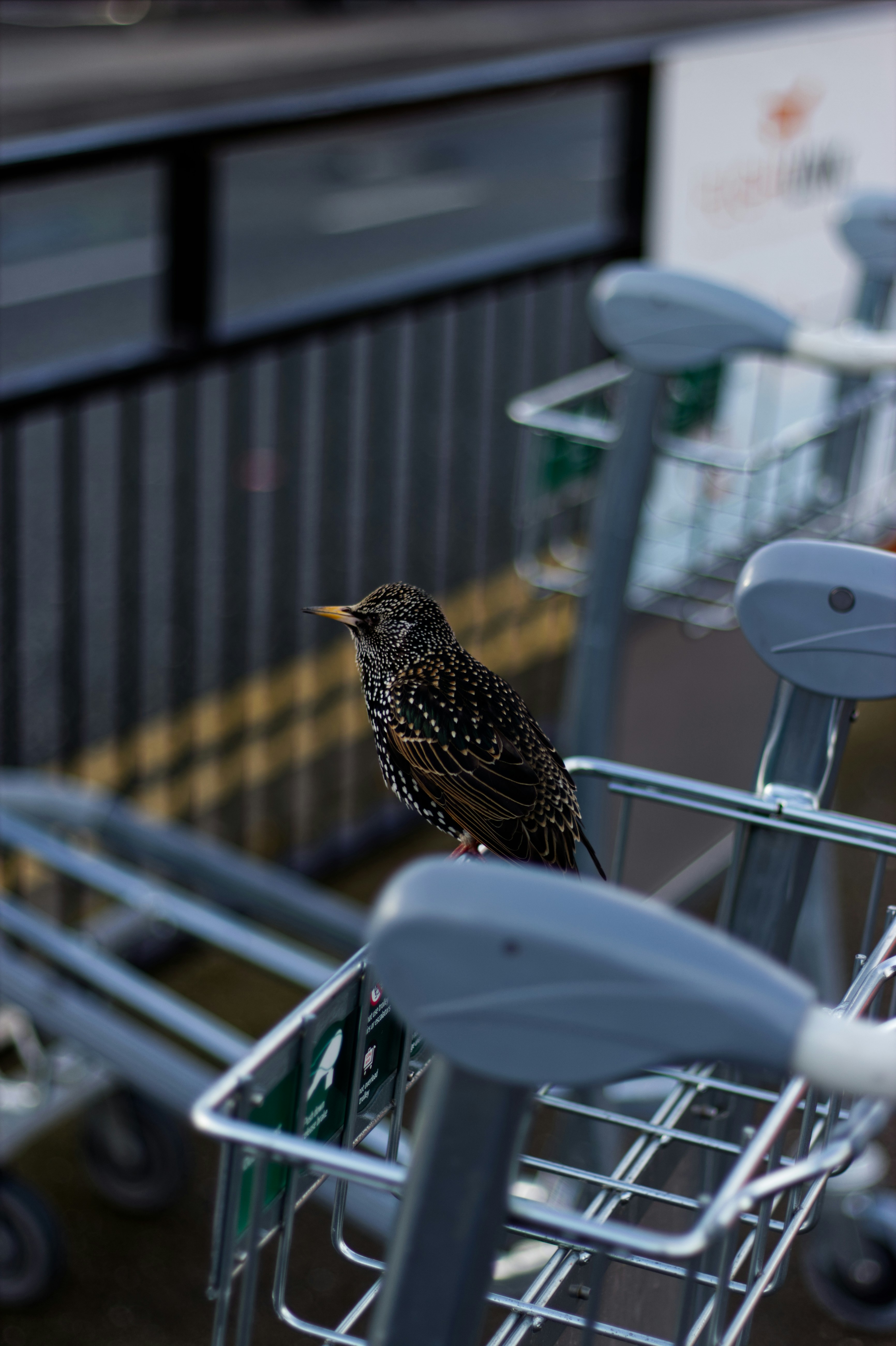 Starling on a Tiller: A Quiet Moment in the Shopping Atrium